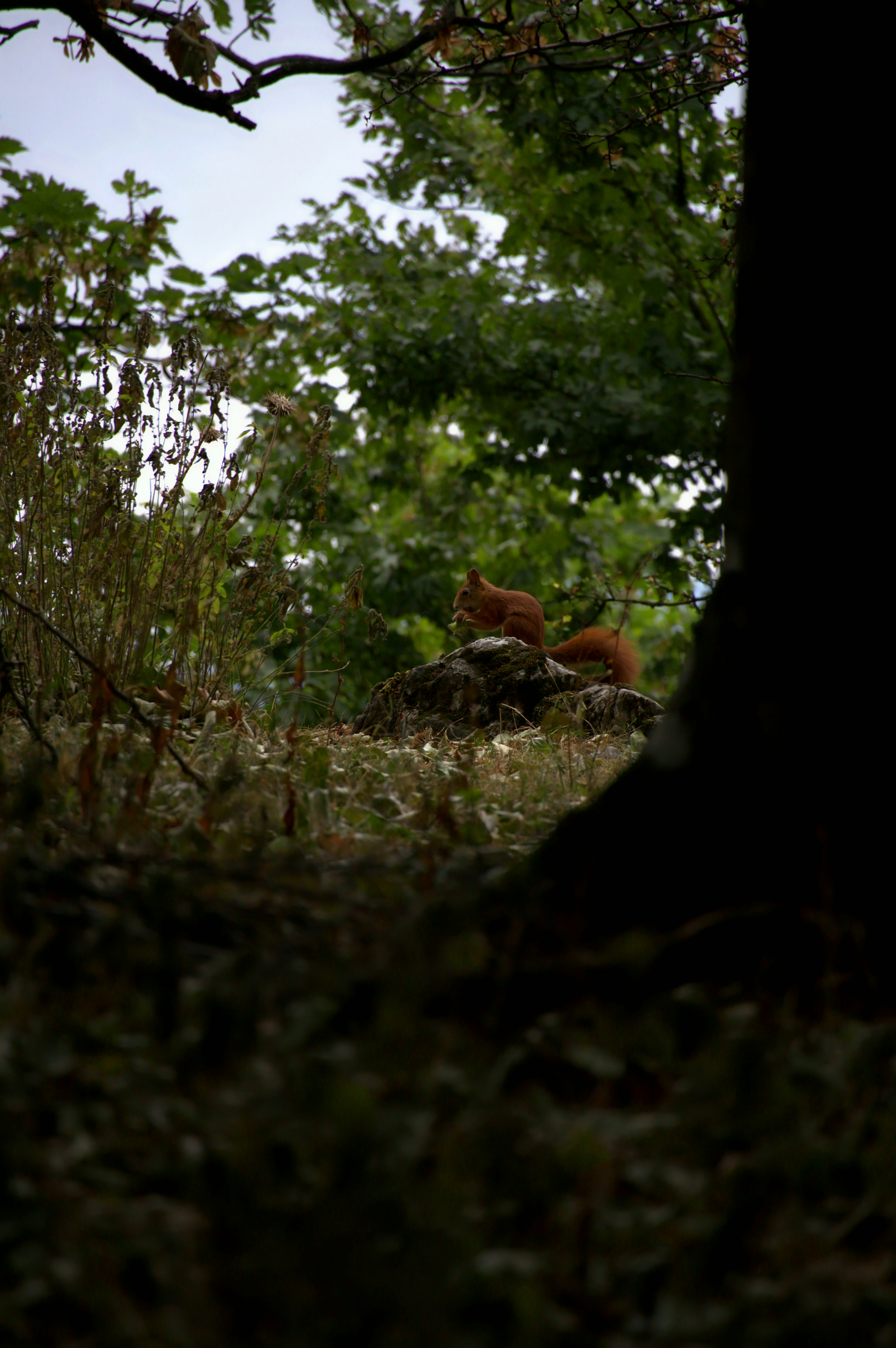 Squirrels on a quiet rock overlook