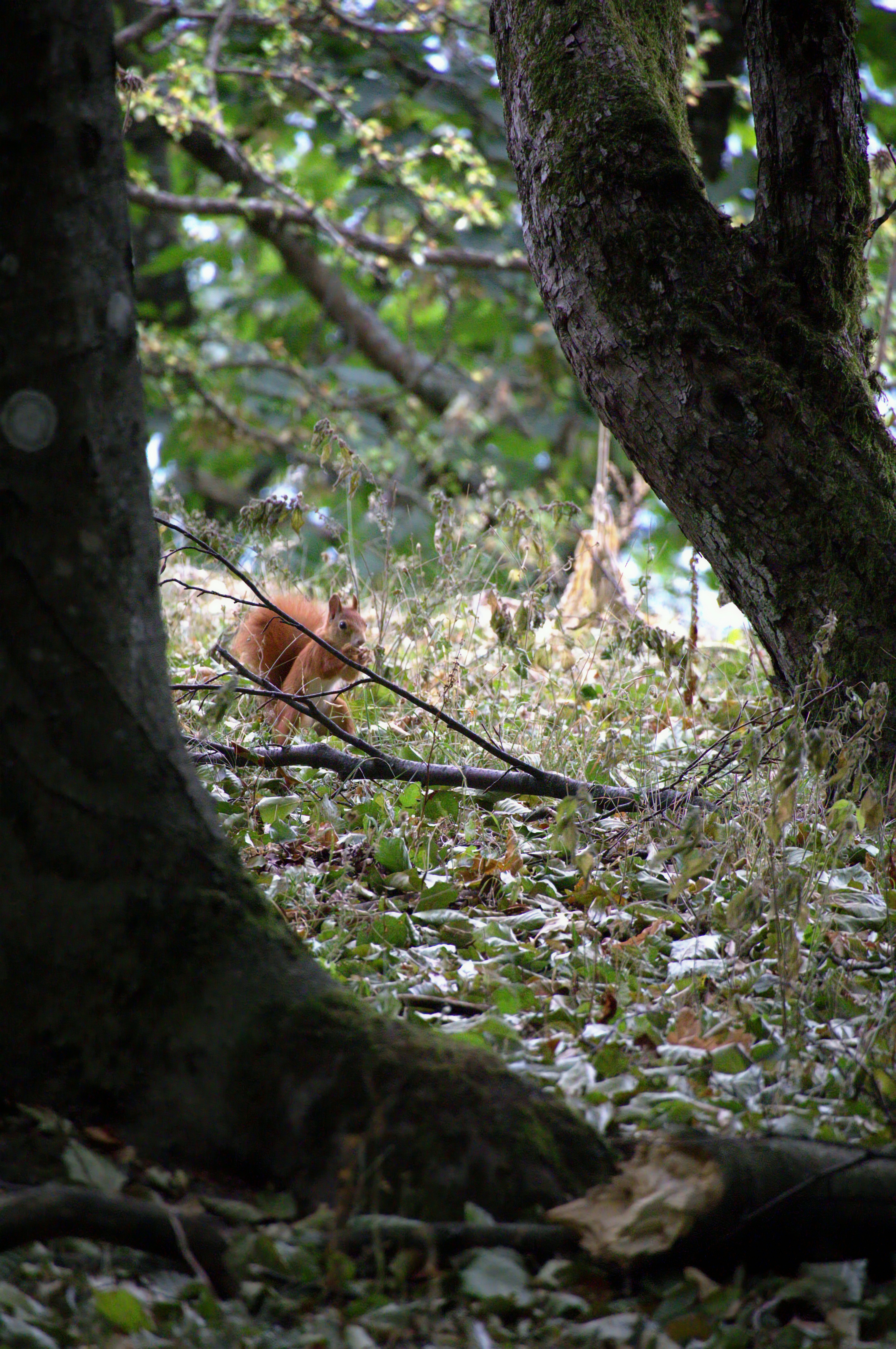 Forest Floor Rendezvous: A Hidden Squirrel Amid Moss and Branches