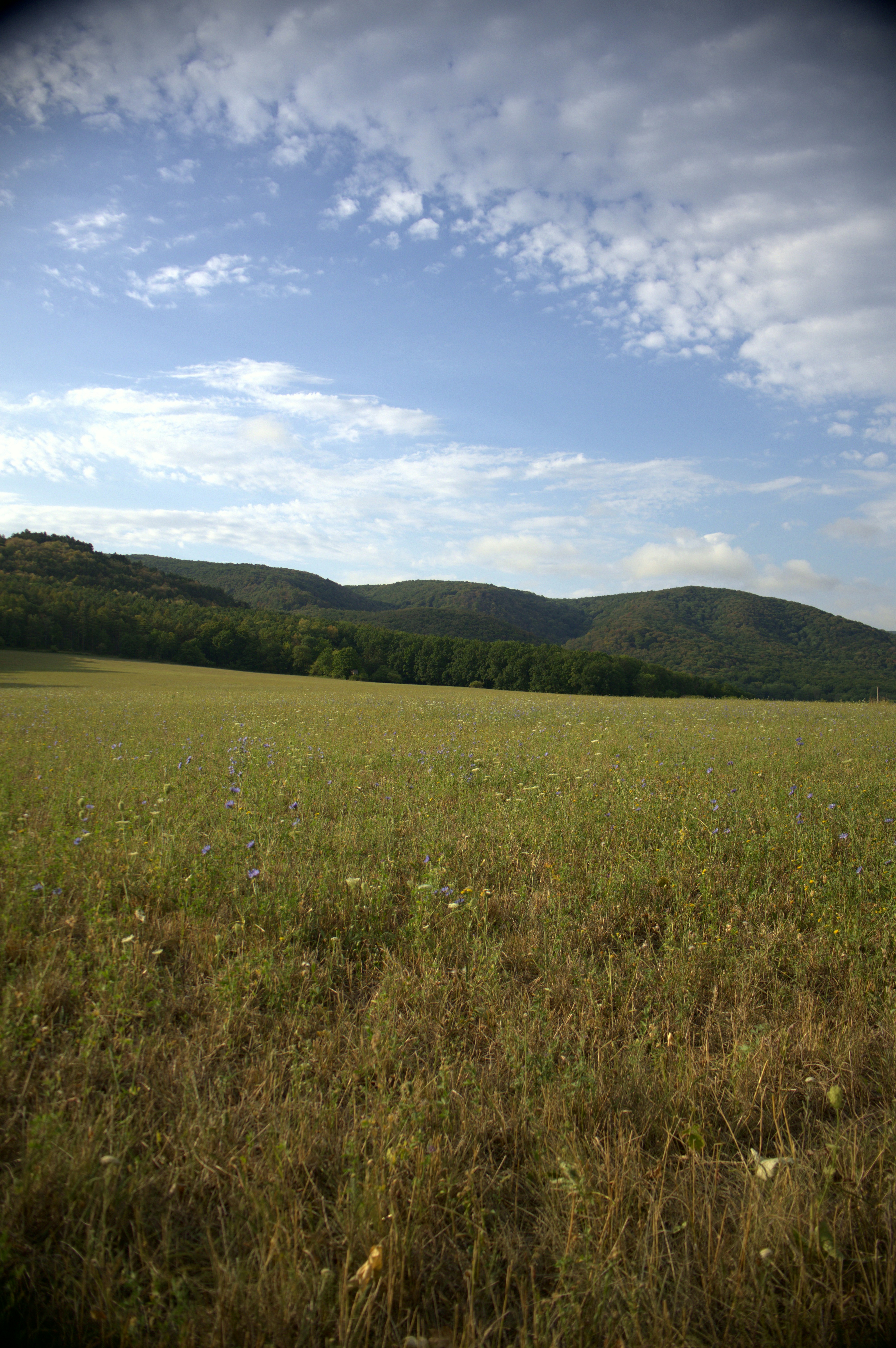 Open Field Under a Whispering Sky