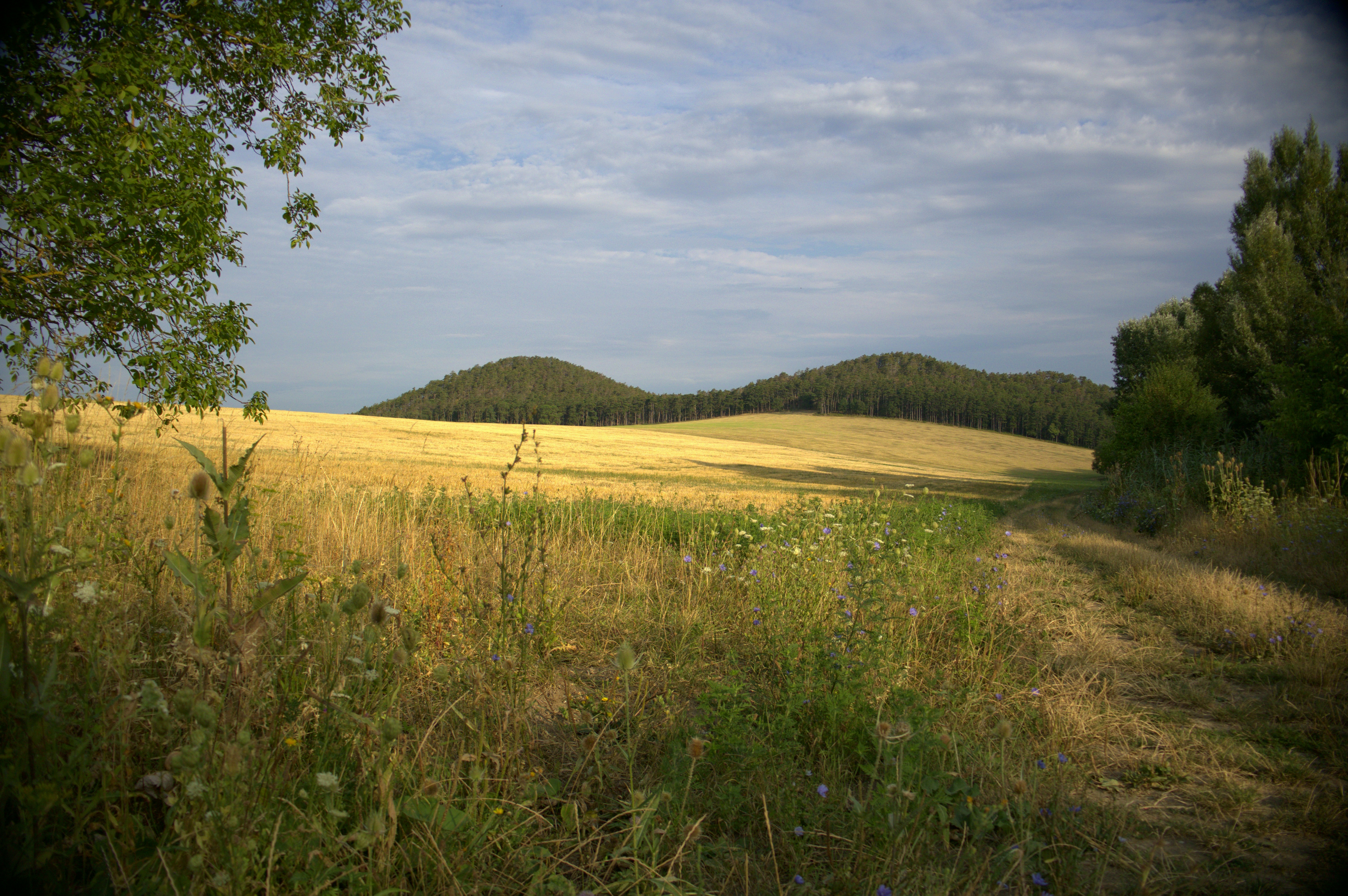Golden Field Arches: A Quiet Horizon