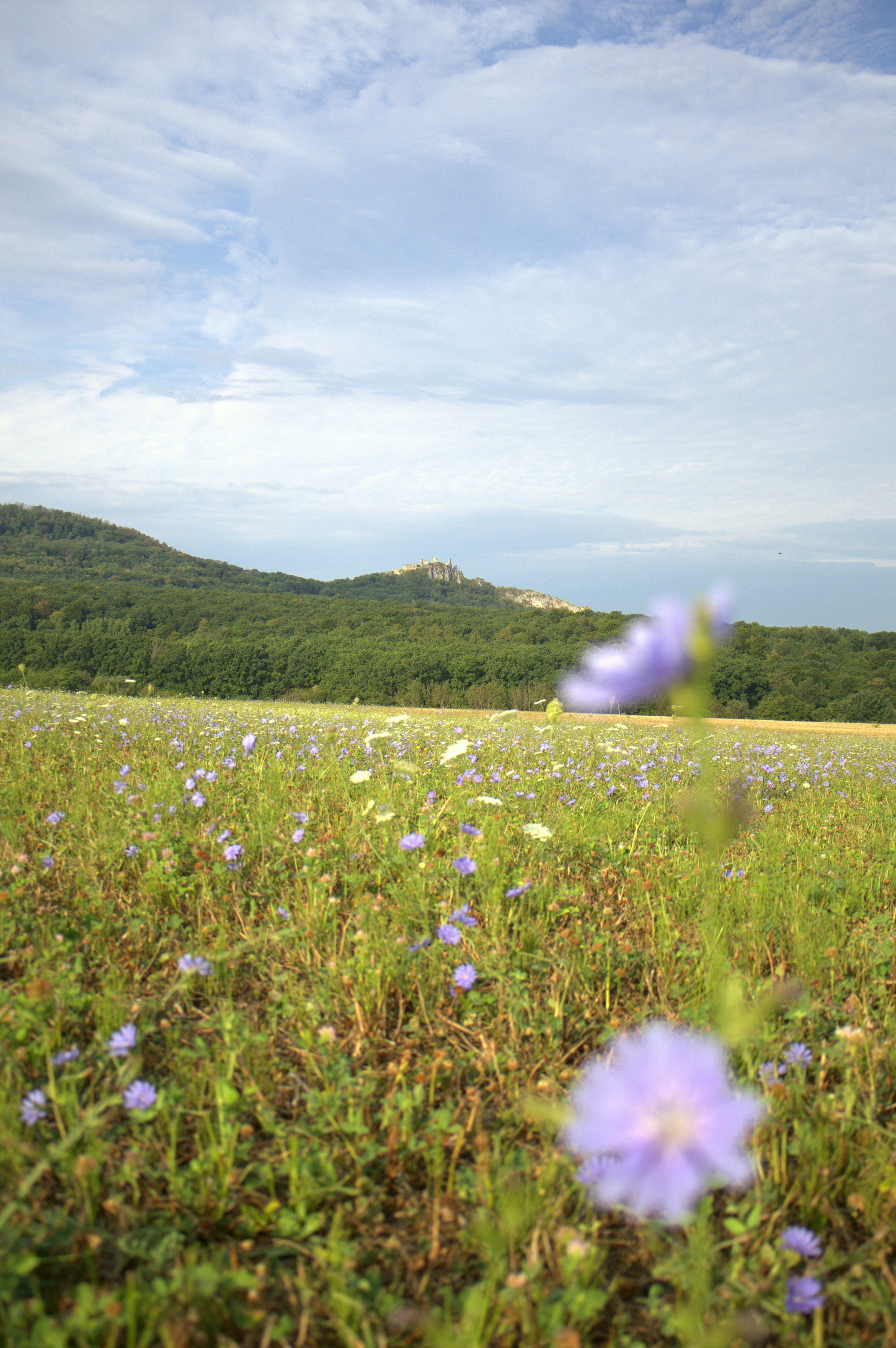 Field of Violet Blooms Under a Quiet Sky