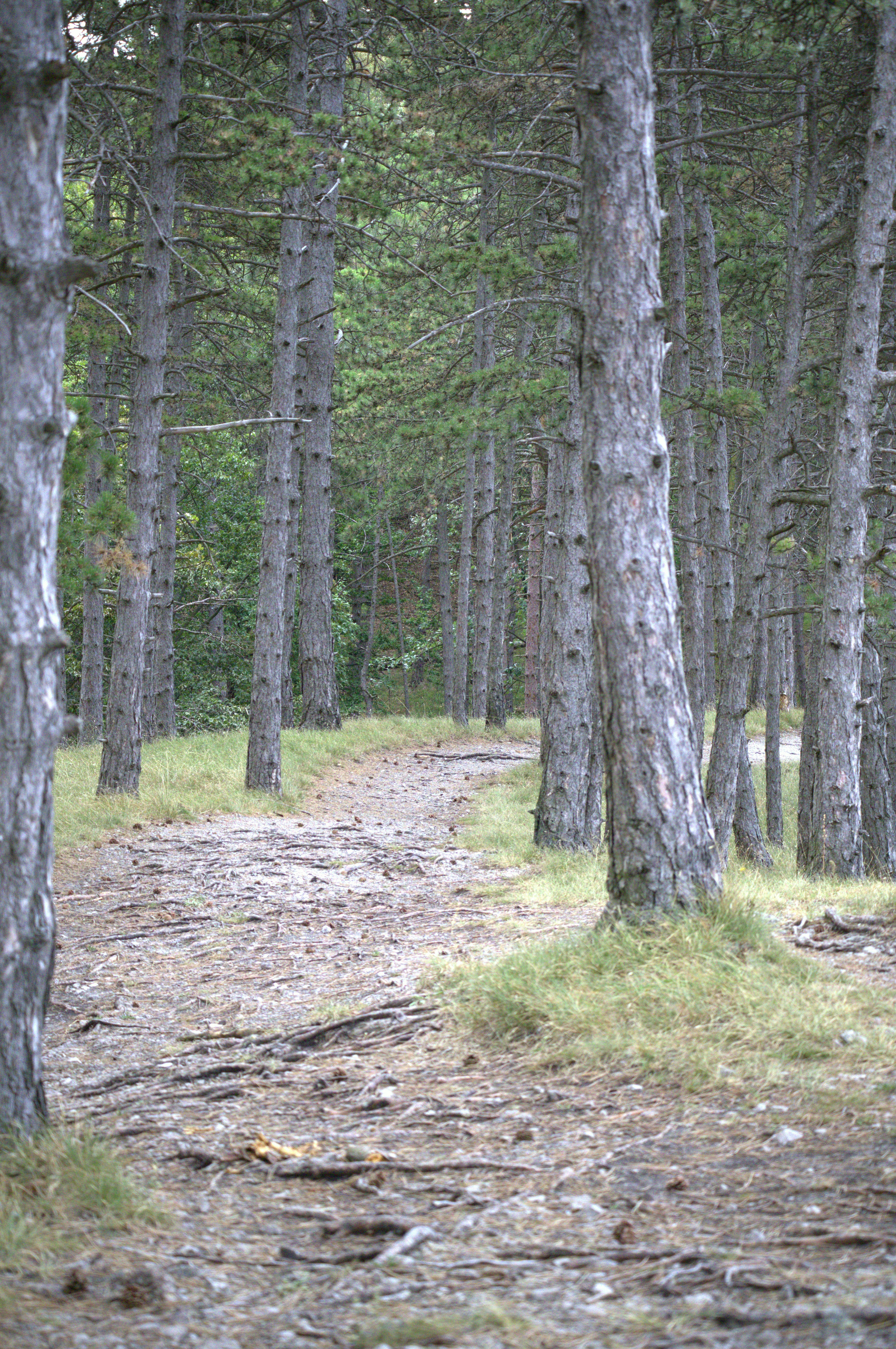 Forest Pathway: Pines Framing a Quiet Trek