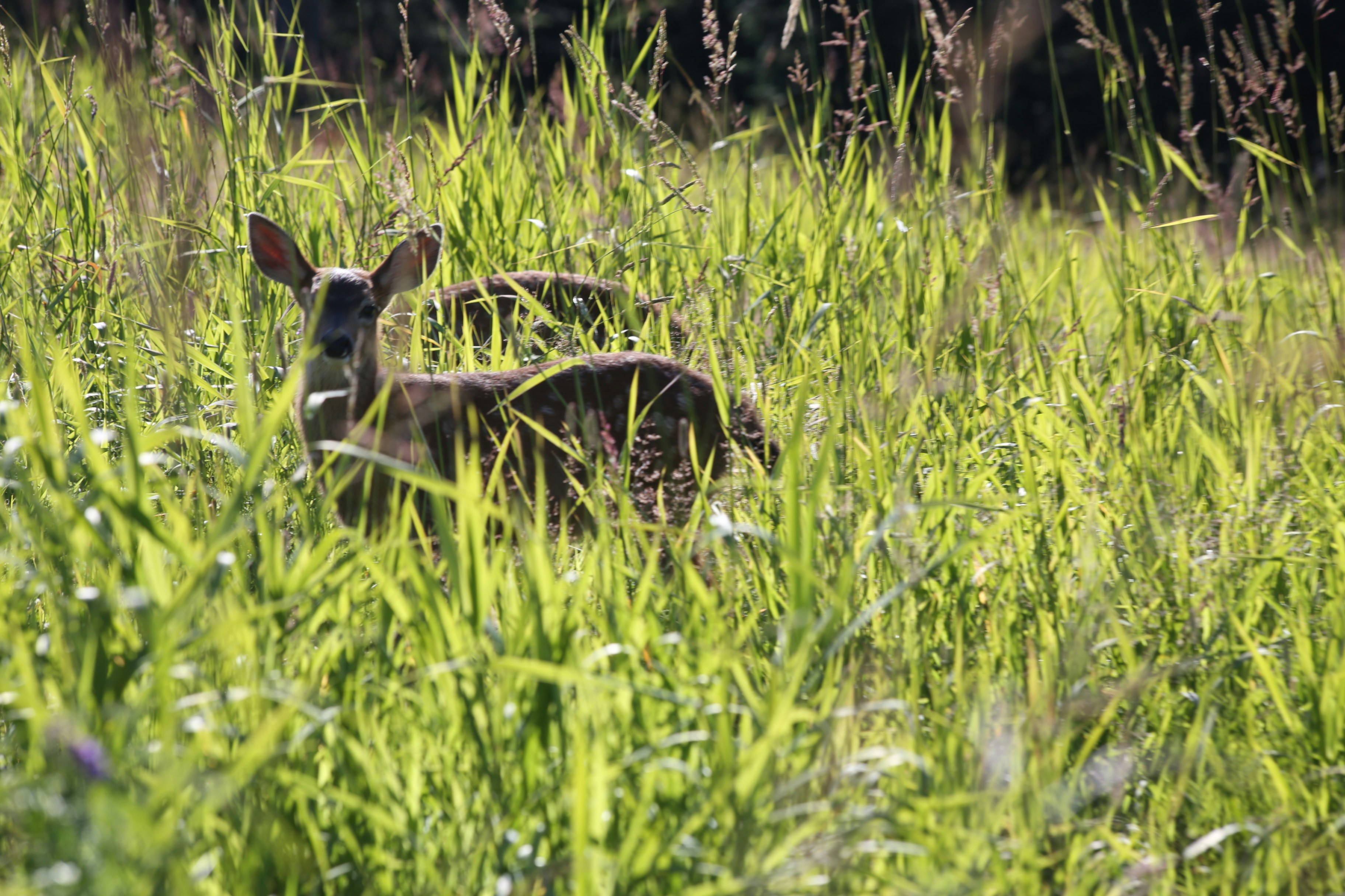 Hidden in the Meadow: A Deer Quietly Watches from a Sunlit Verge