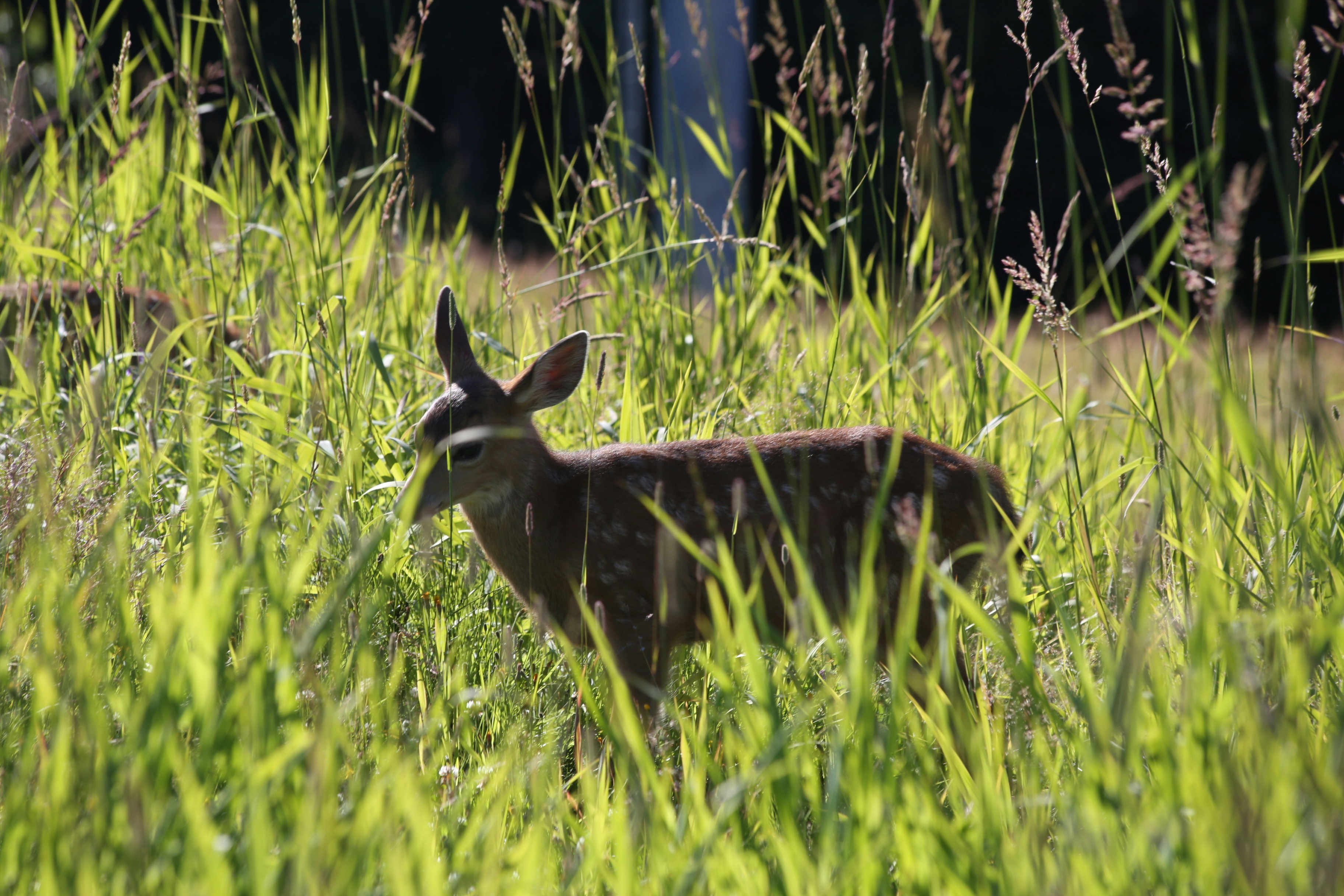 Sunlit Stag in a Sea of Grass