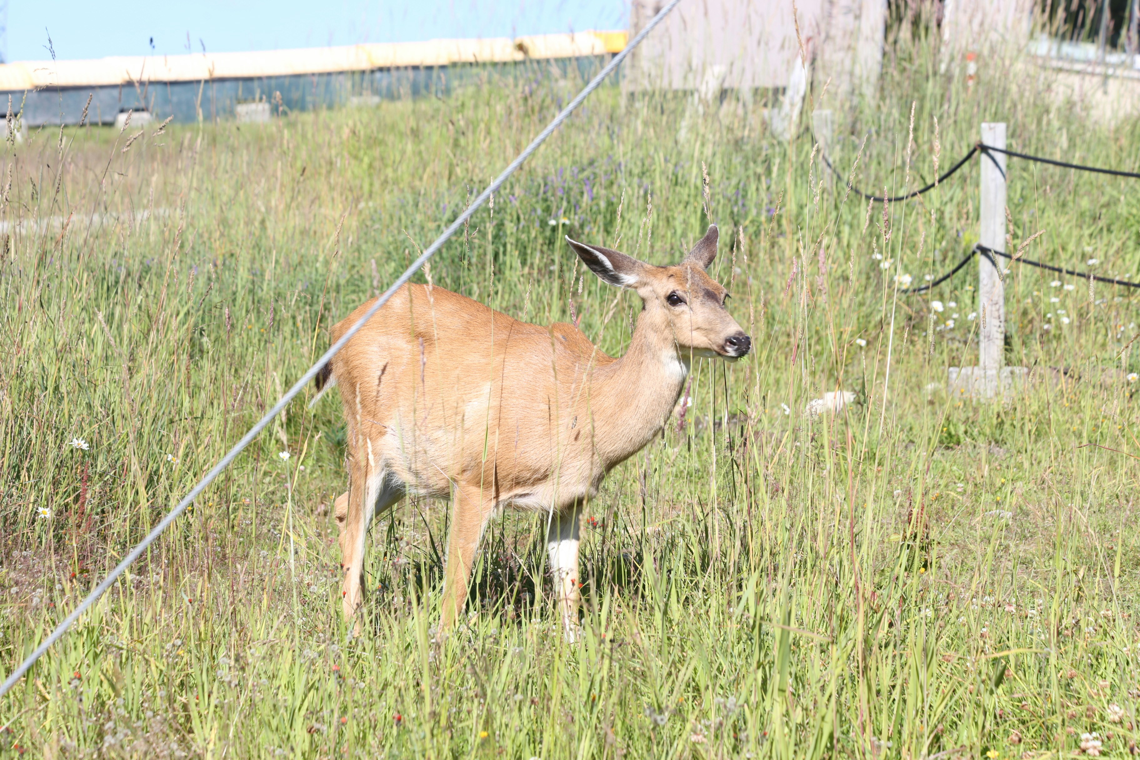 Field Visitor: A lone deer pauses among tall grasses near a fenced pasture