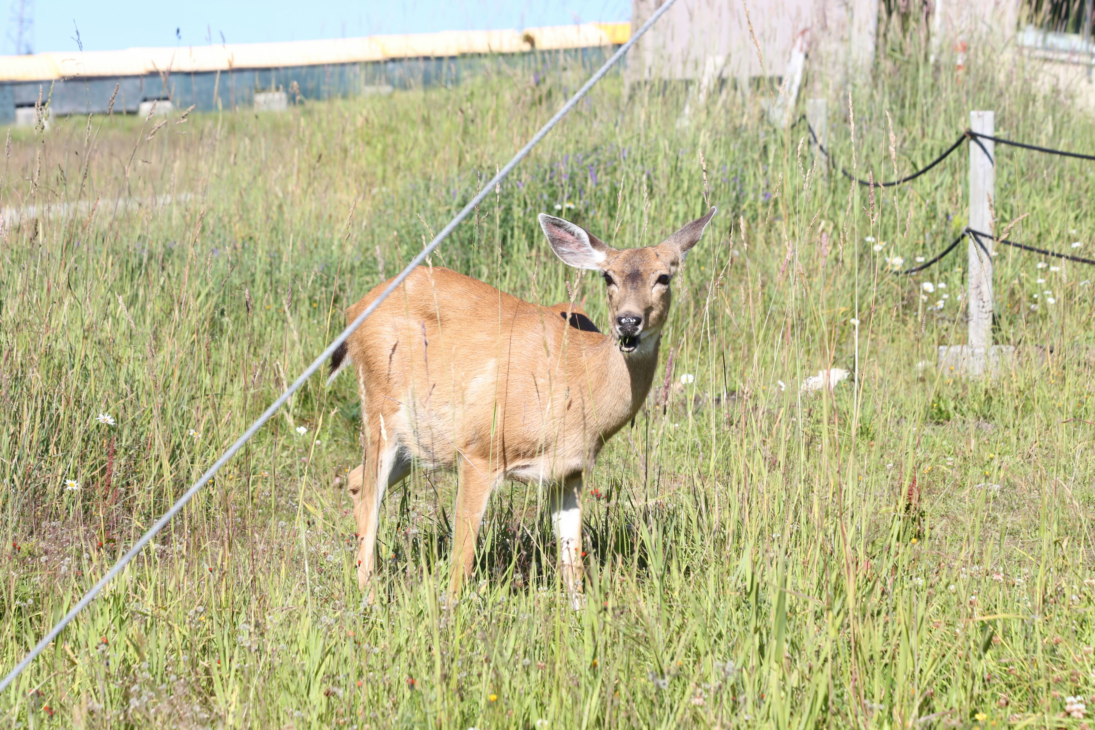 Graceful deer amid tall grass under a distant fence line