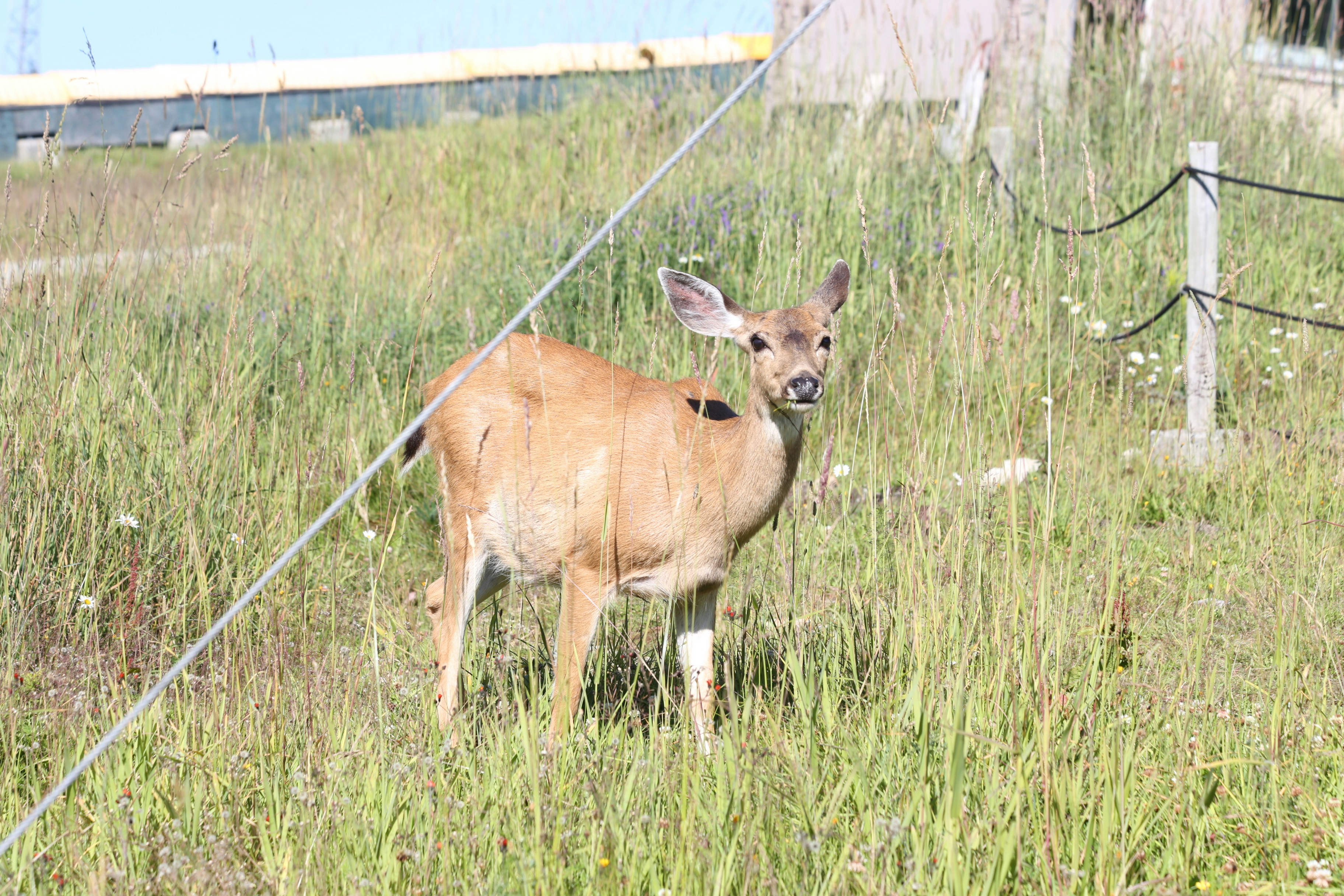 Azure Field Encounter: A solitary deer amidst wire and grass