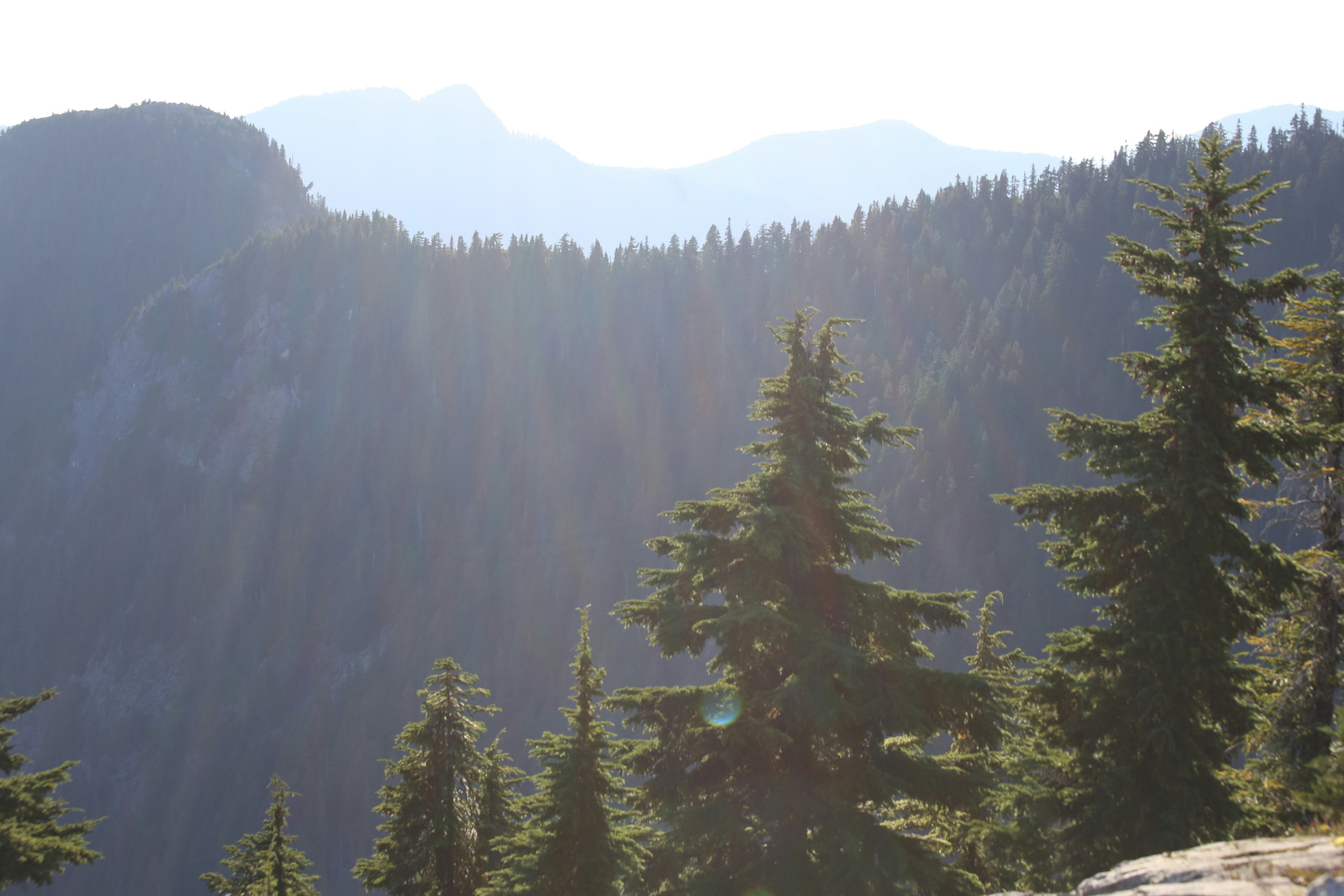Sunlit Pines Over a Distant Mountain Fold