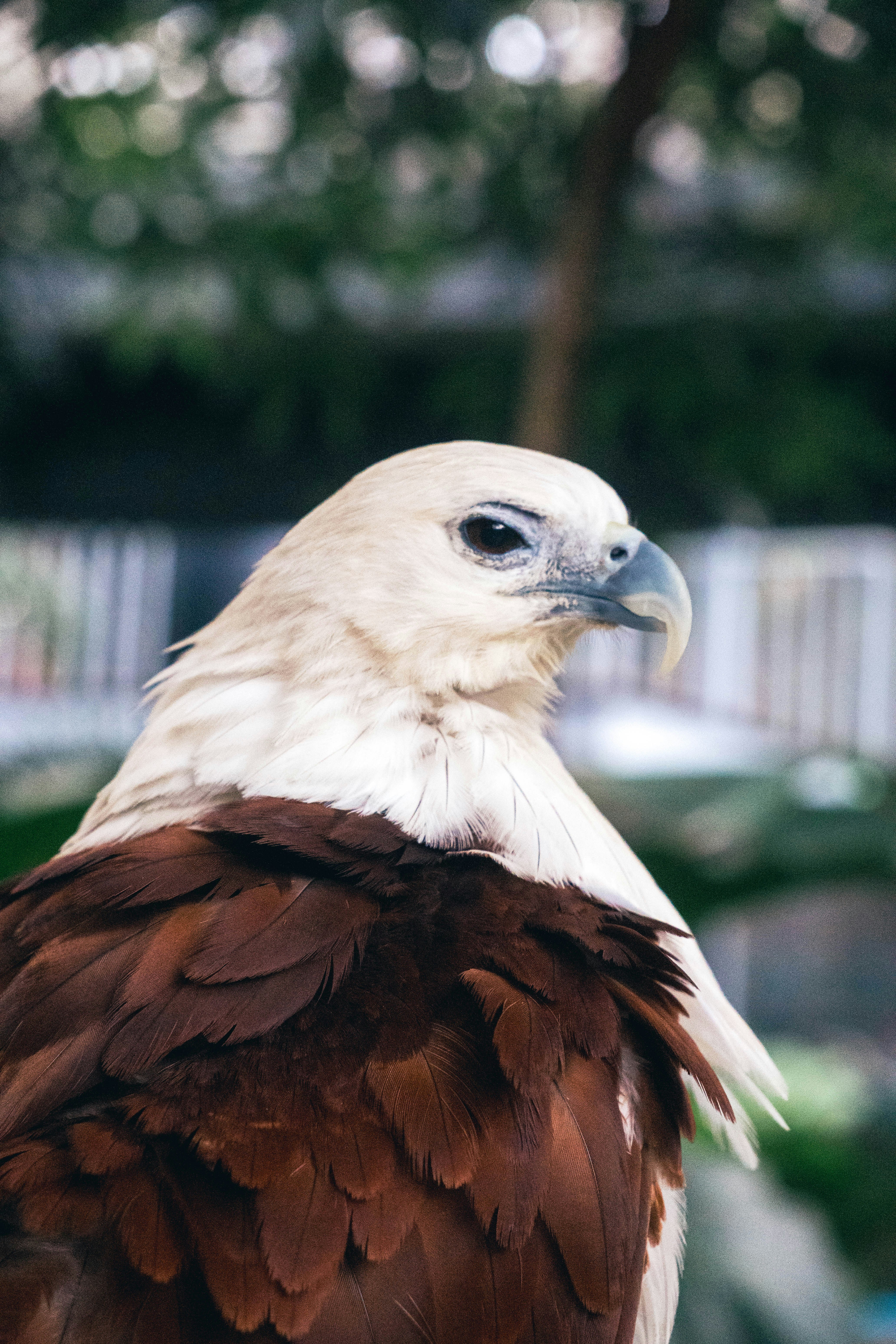 A Brahminy kite with a white head and brown wings in profile.