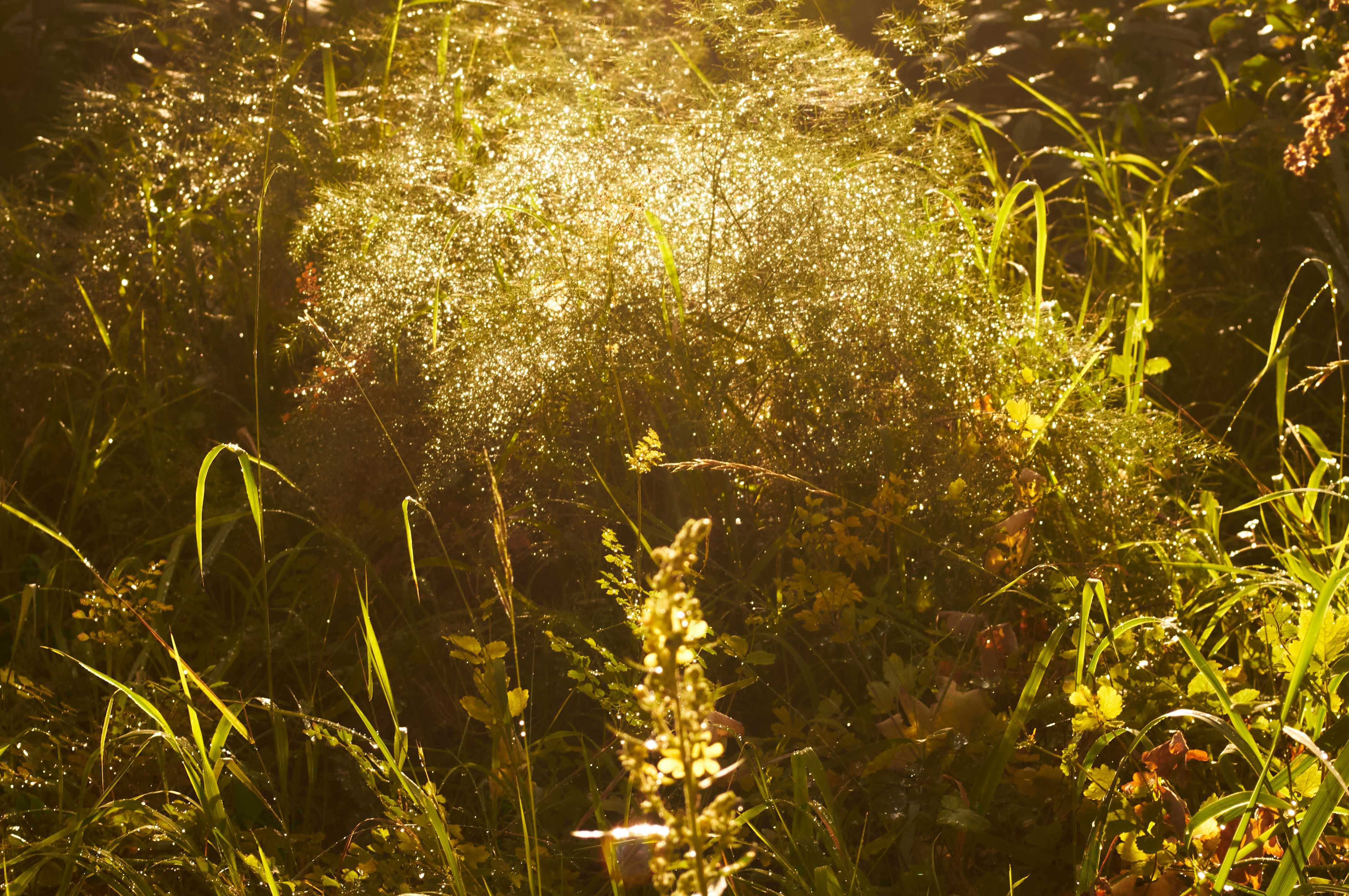 Golden Meadow Glow: Sunlit Ferns and Seed Heads in Backlit Summer