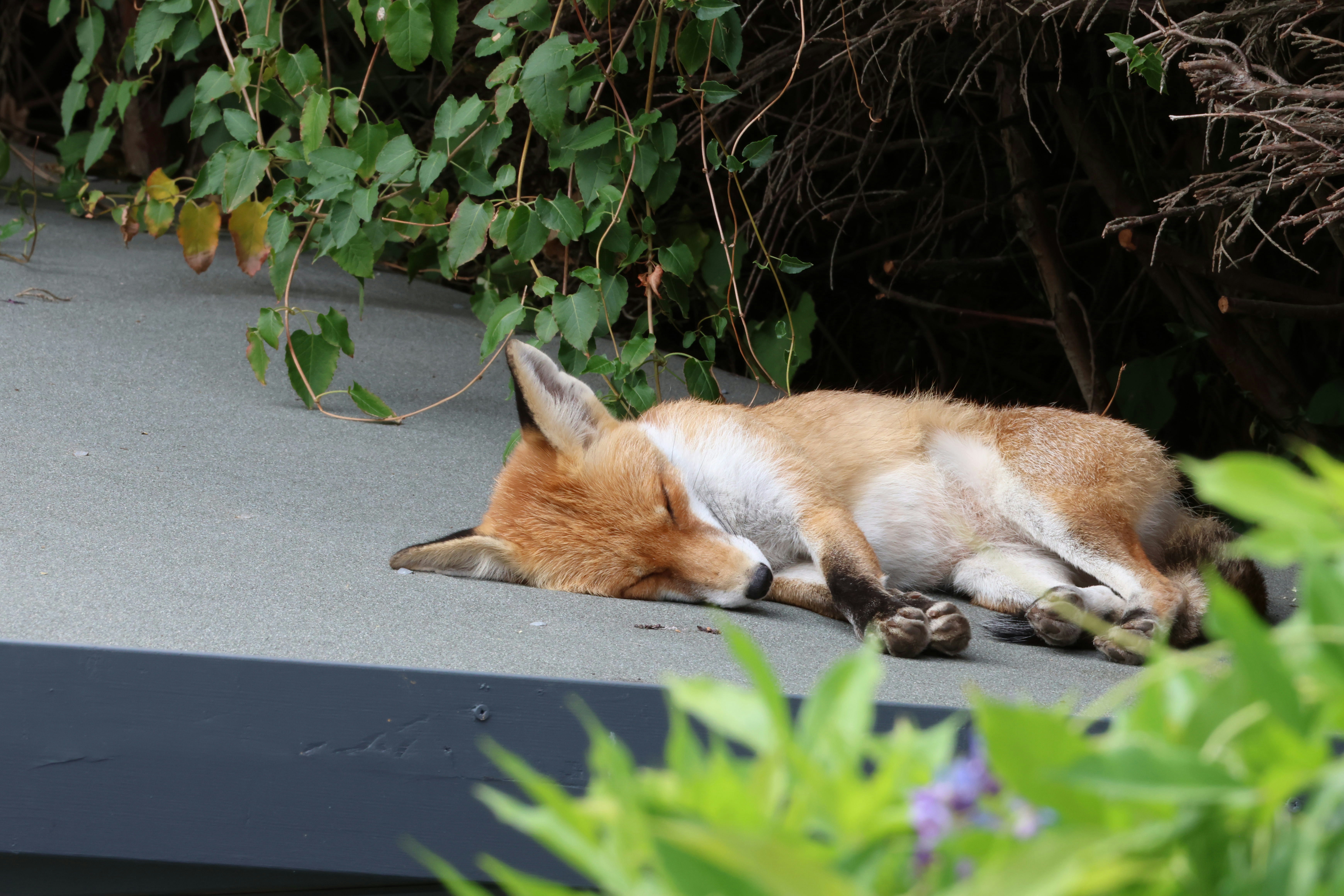 Sleeping Fox at the Edge of a Quiet Garden