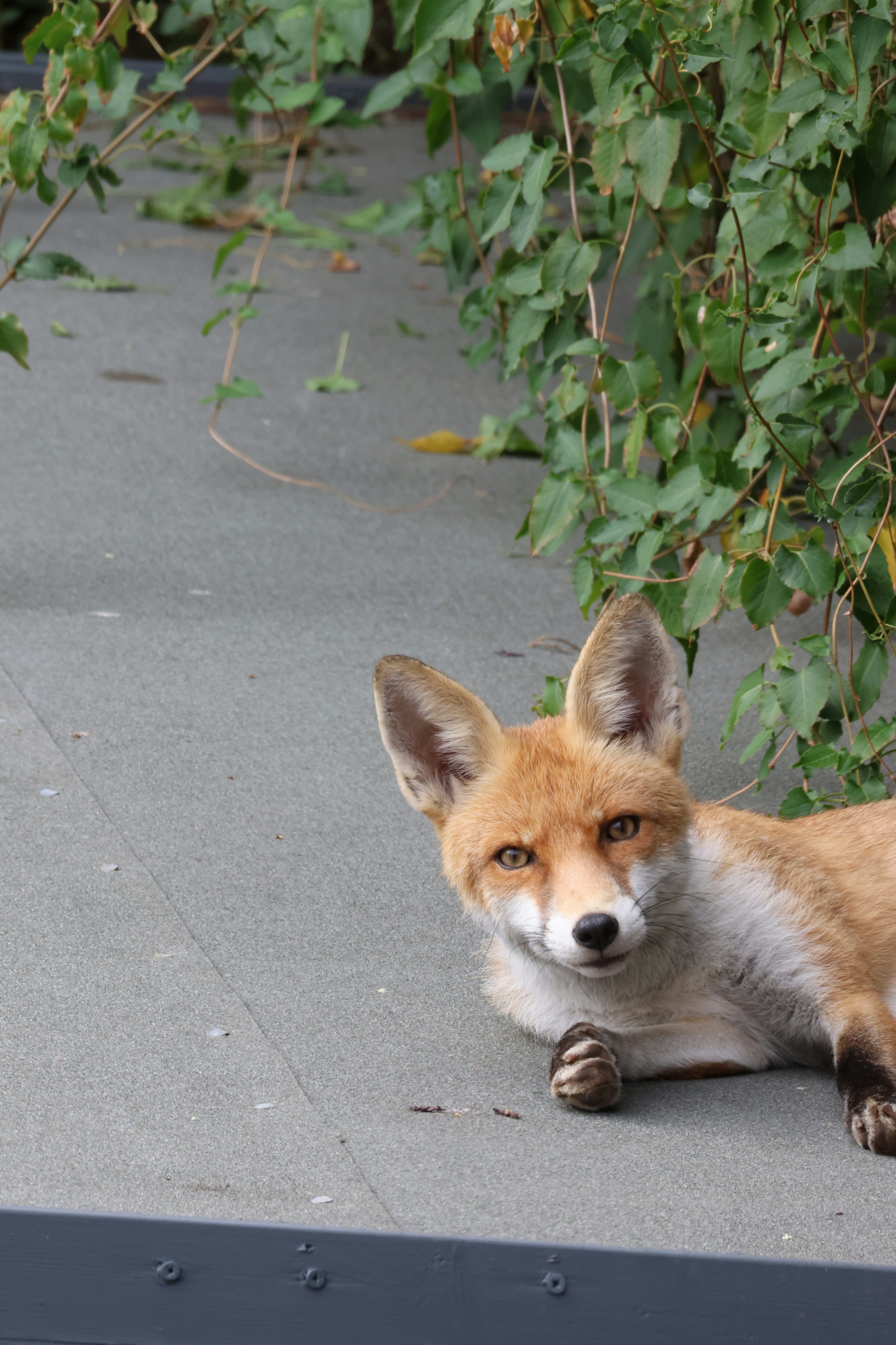 Lying Fox on a Concrete Path Beneath Greenery