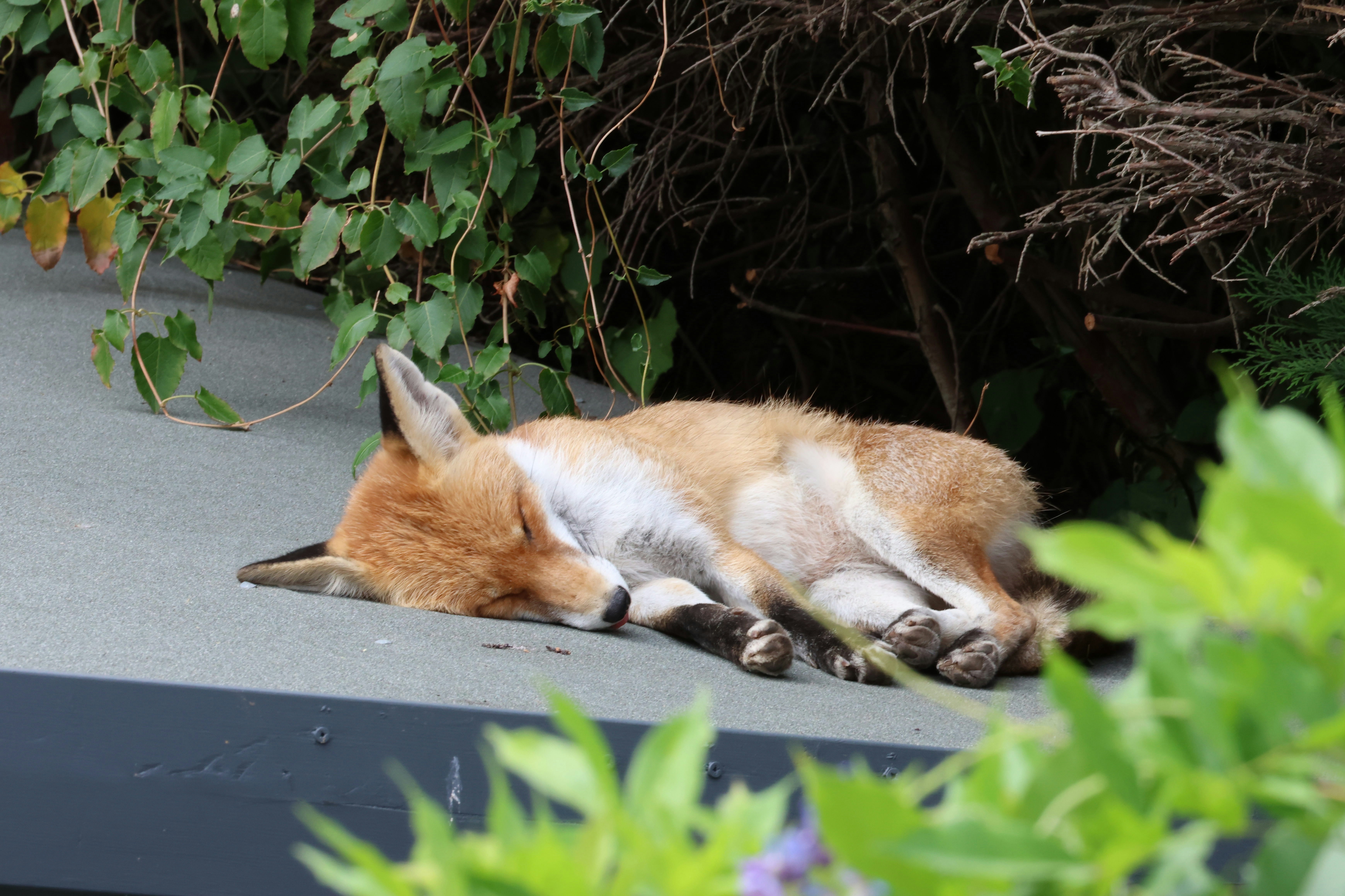 Slumbering Vixen: A Quiet Moment on the Garden Path
