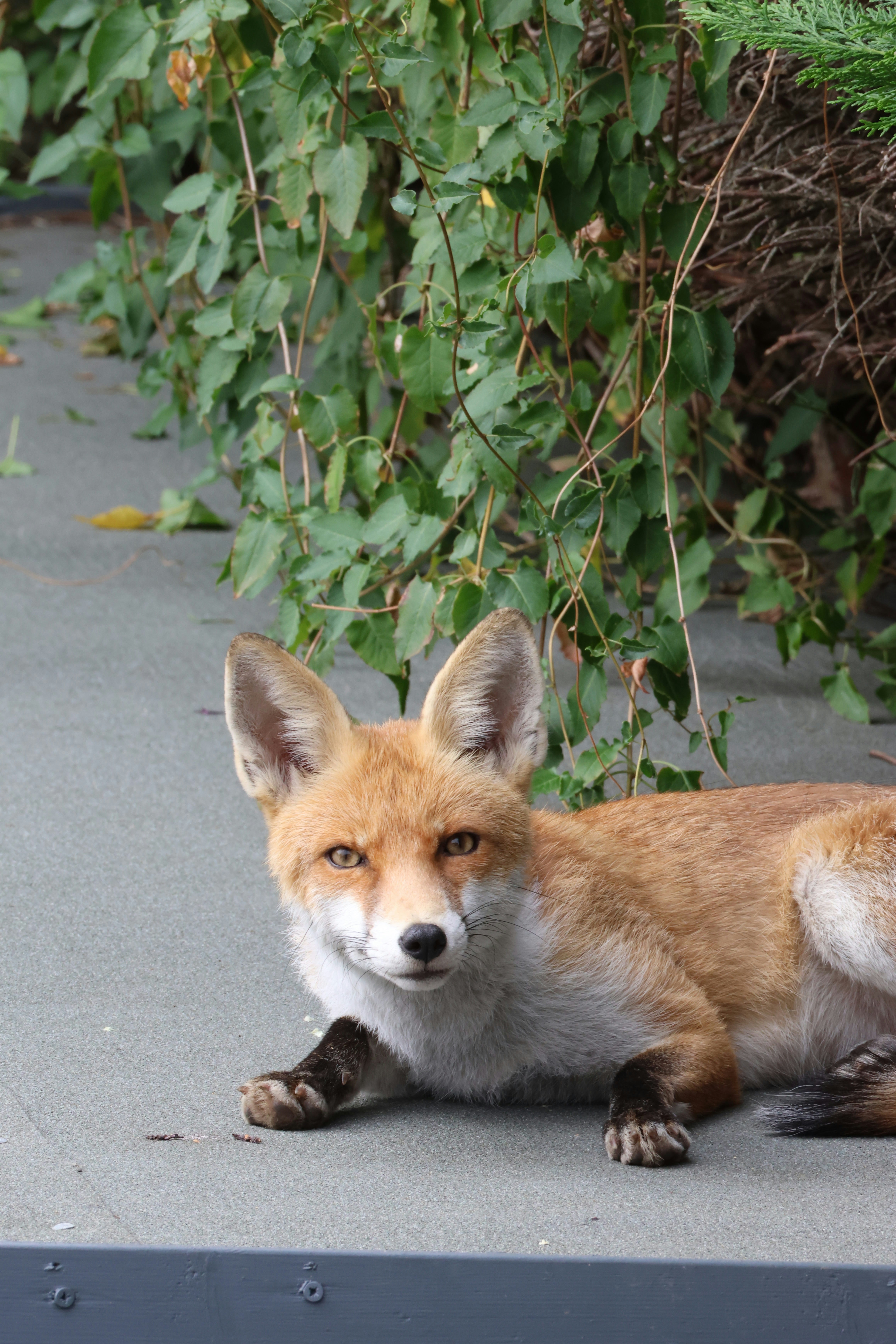 Sly Red Fox Resting in Dappled Urban Shade
