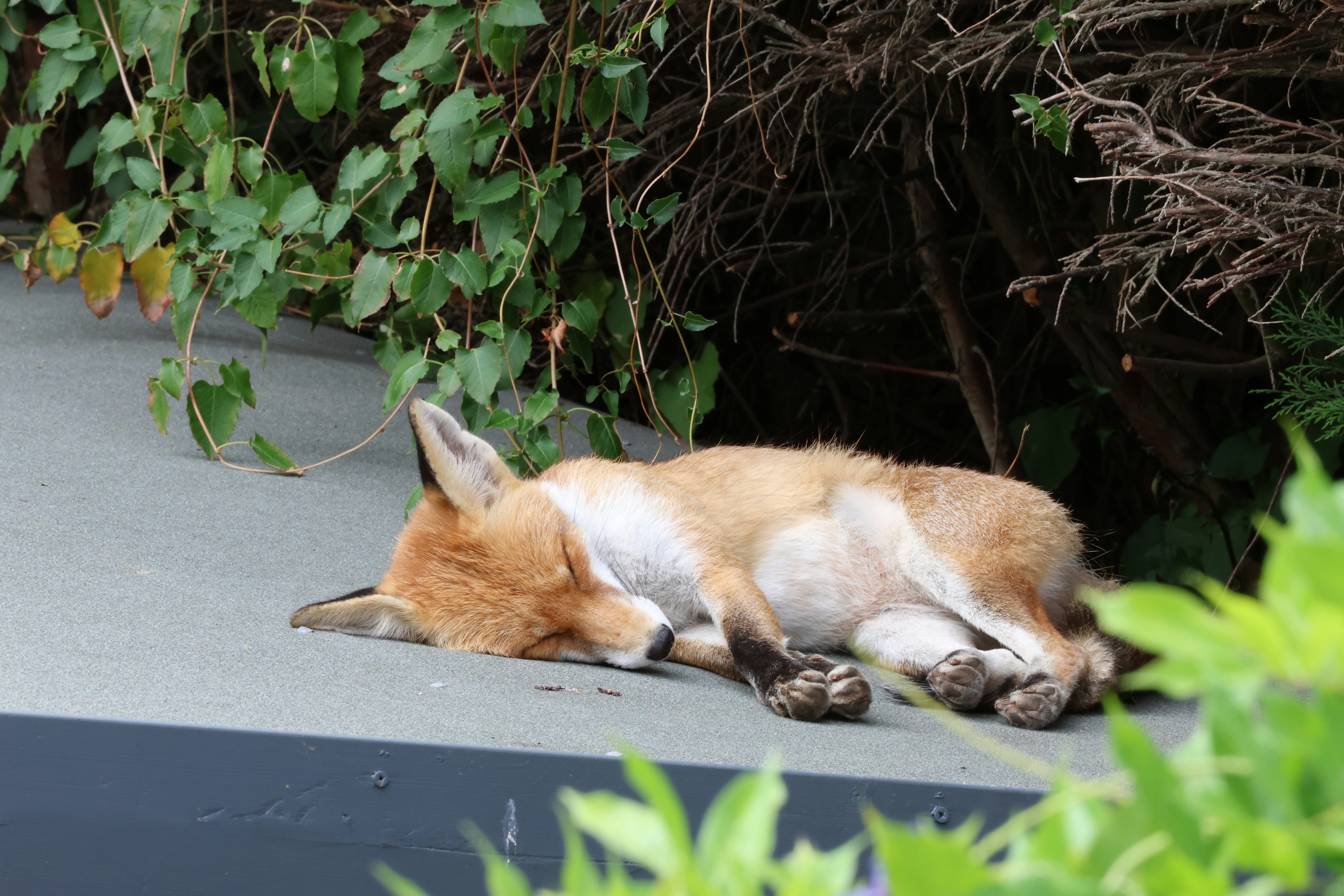 Slumbering Fox Beneath a Green Canopy