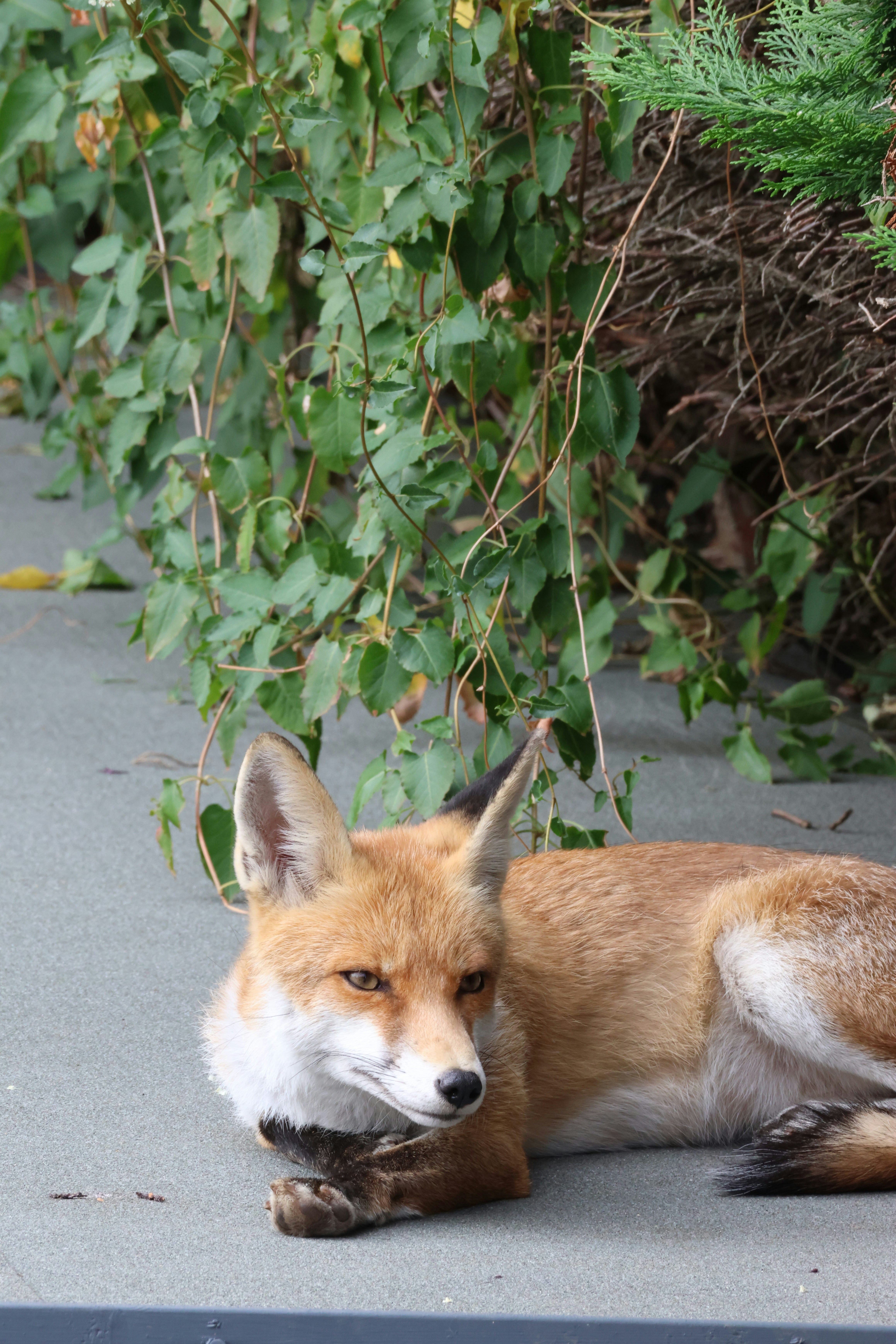 Relaxed Red Fox: A Quiet Moment on the Pavement