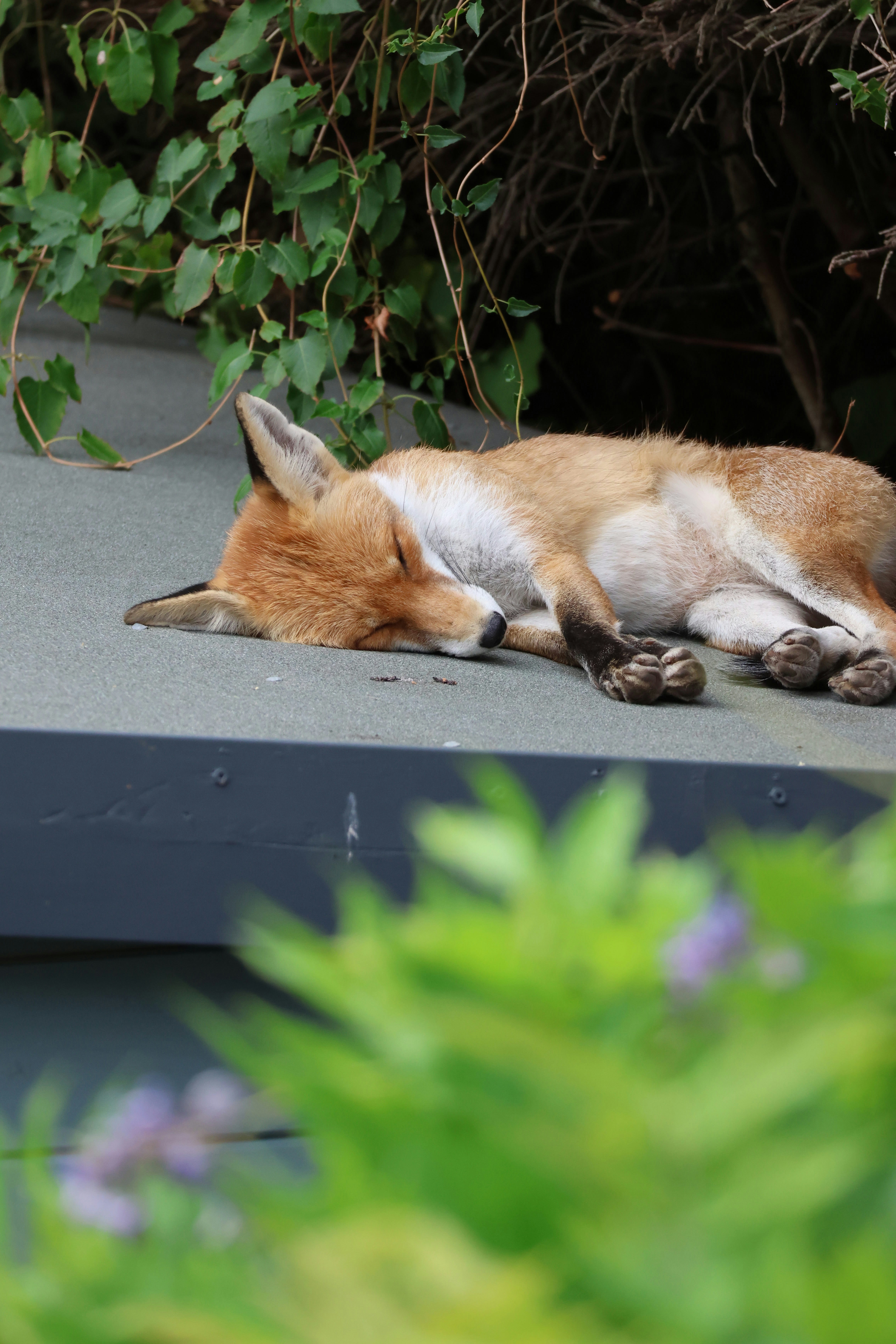 Slumbering Fox on a Quiet Urban Edge