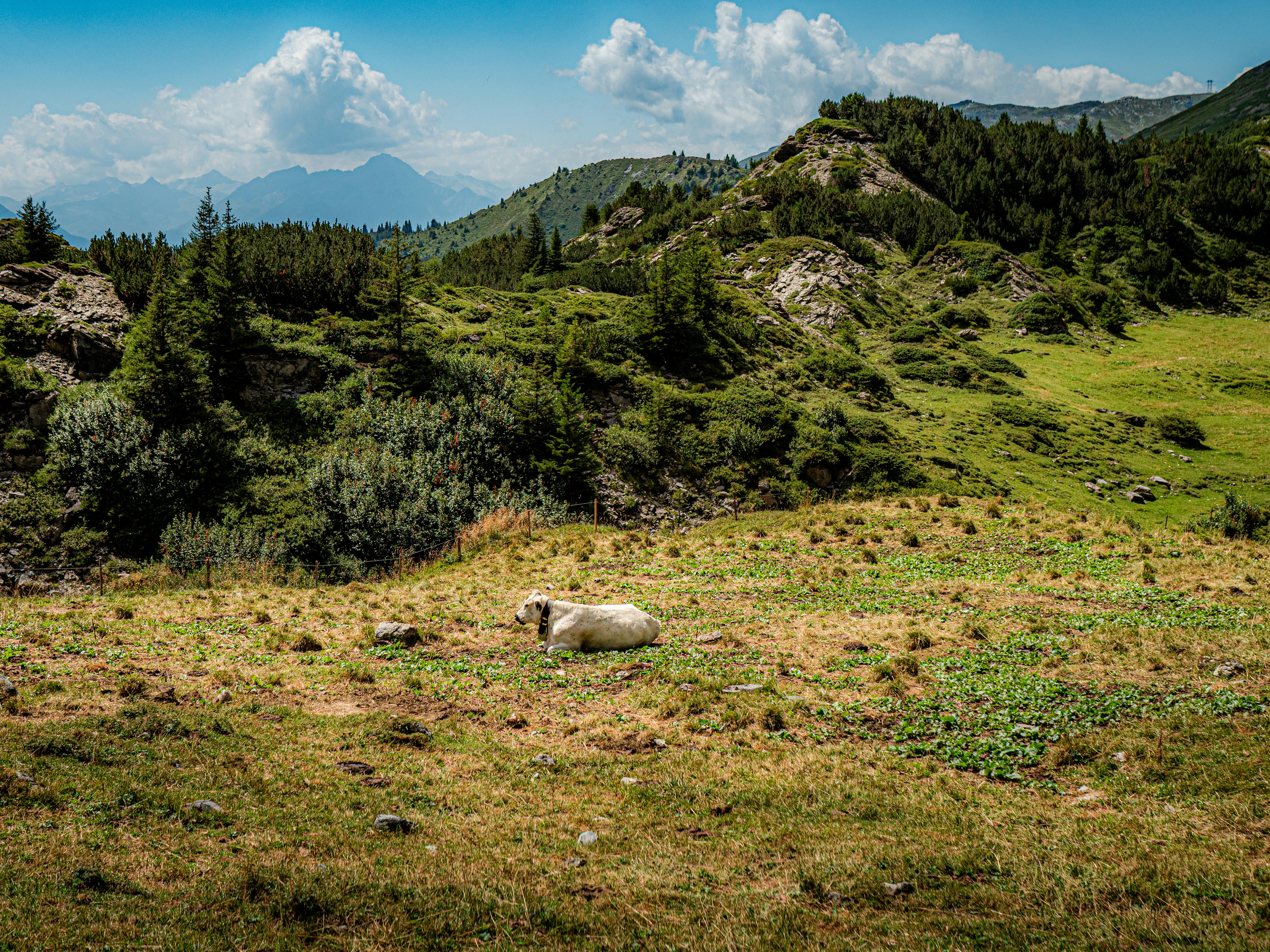 A Quiet Herd Under Mountain Skies