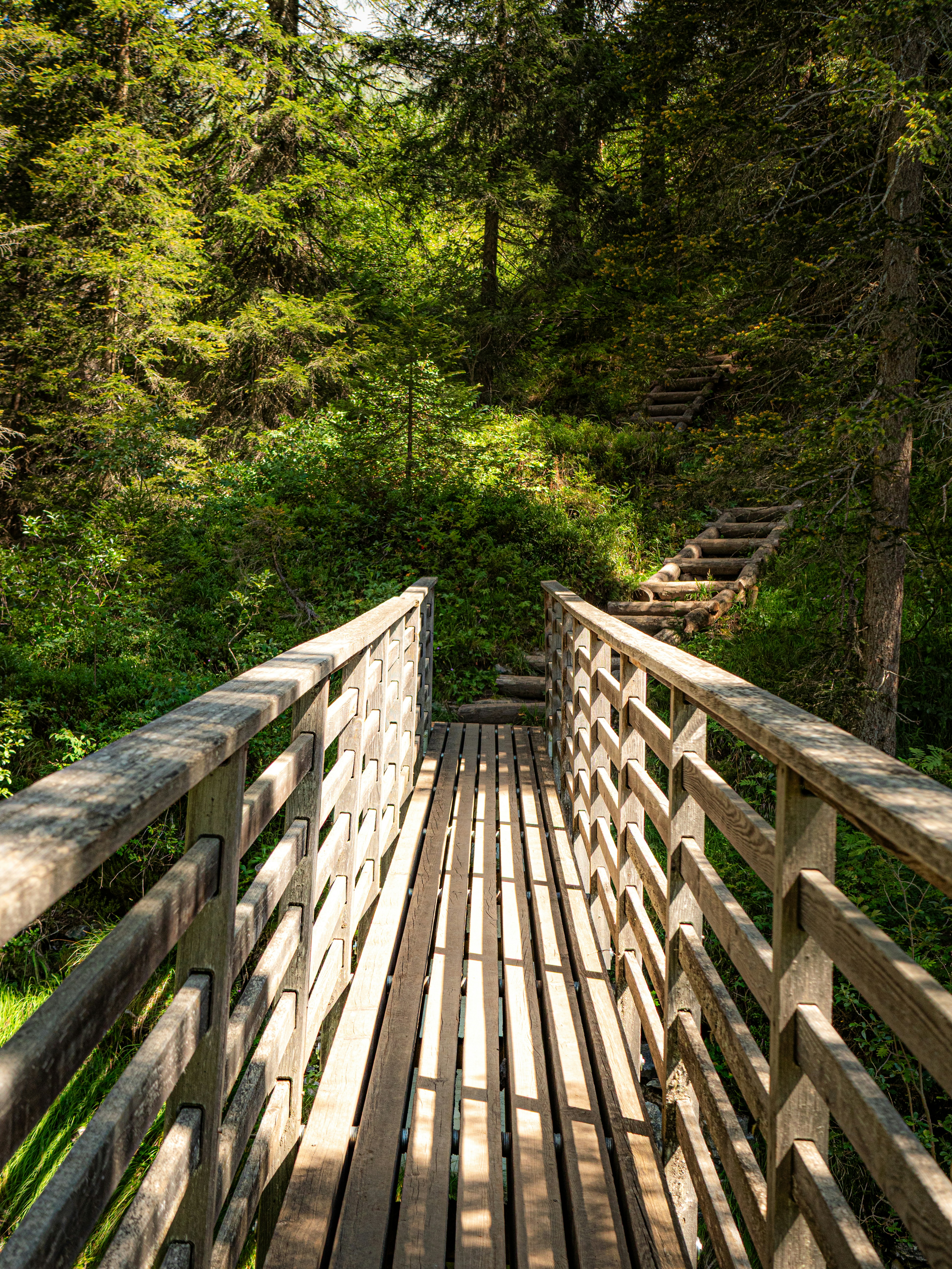 Bridge to the Green Stair: A Timber Path Recedes into the Pines