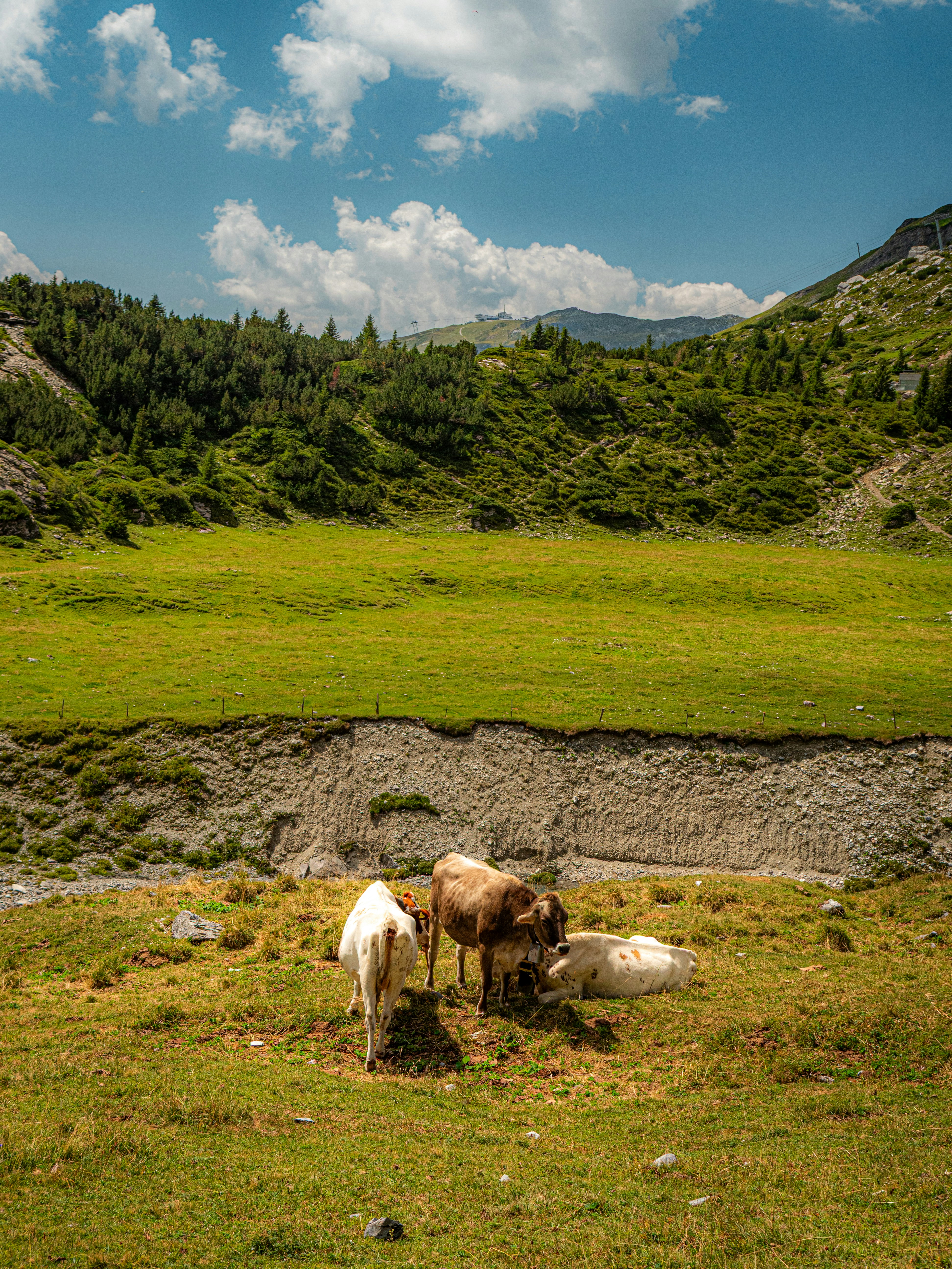 Cattle at Rest in a Mountain Meadow