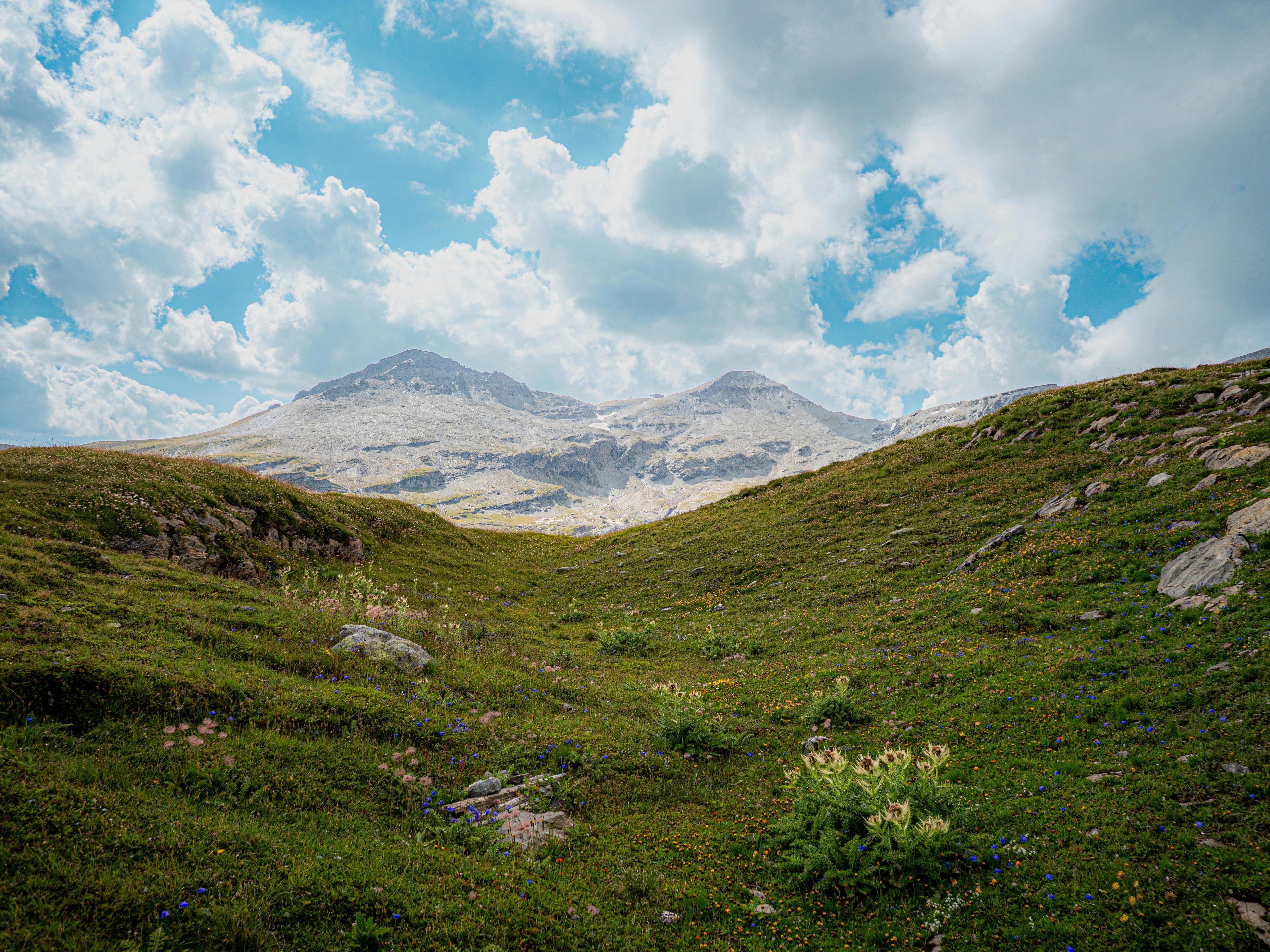 High Alpine Meadow Under Open Sky