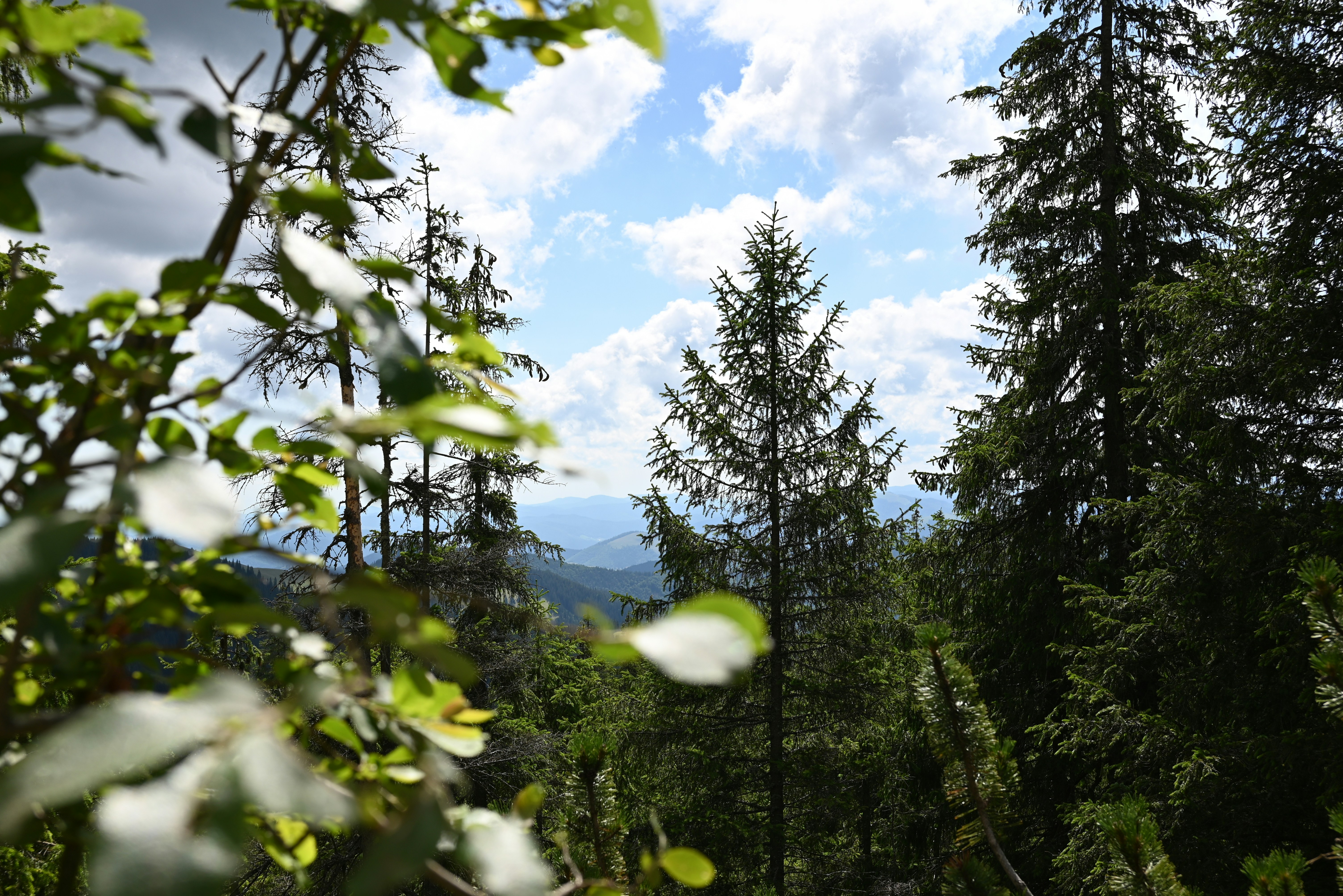 Sunlit Summit Gaps Between Pines
