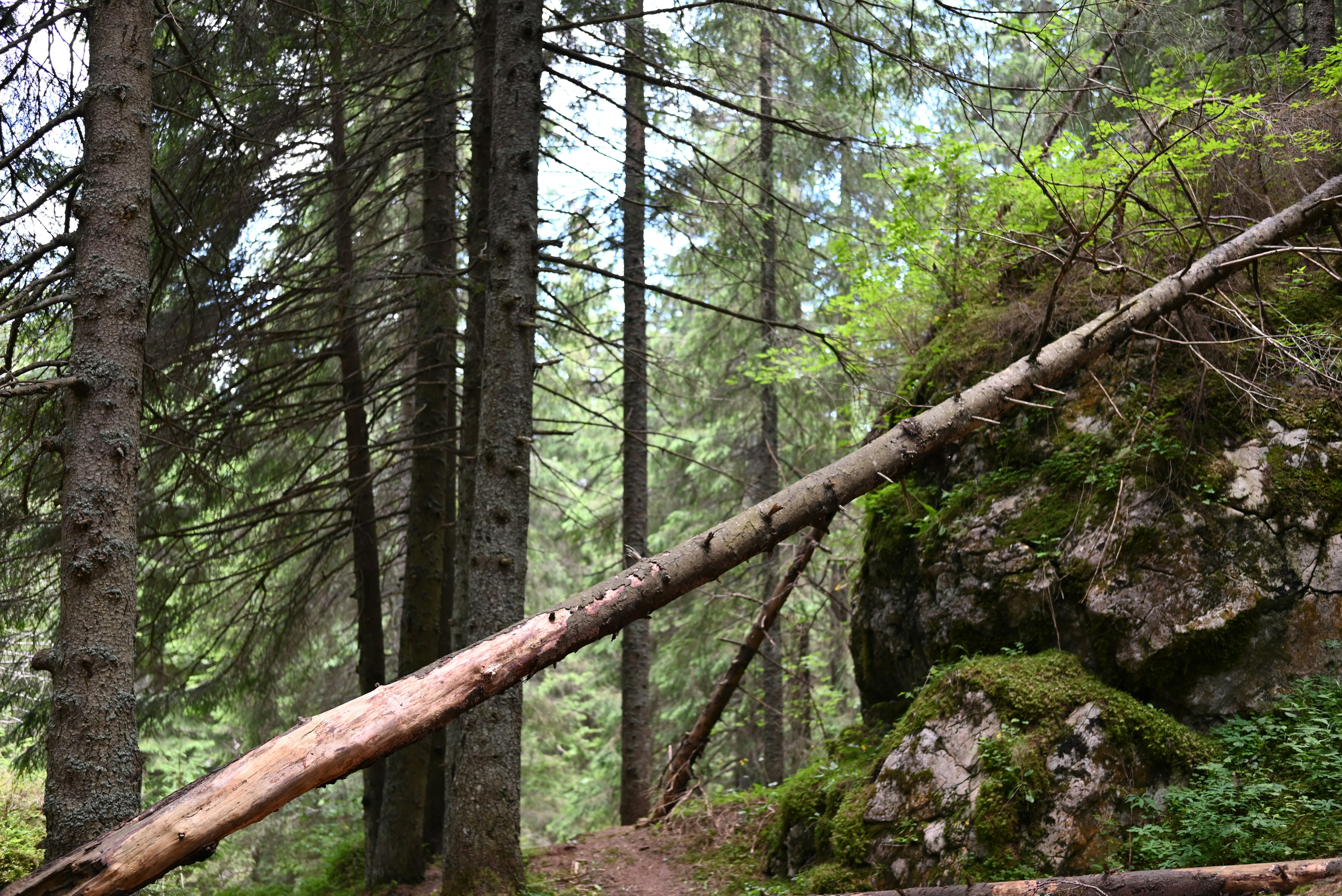 Sunlight filters through tall pines onto a mossy rock formation with a fallen, diagonally resting branch spanning the frame.