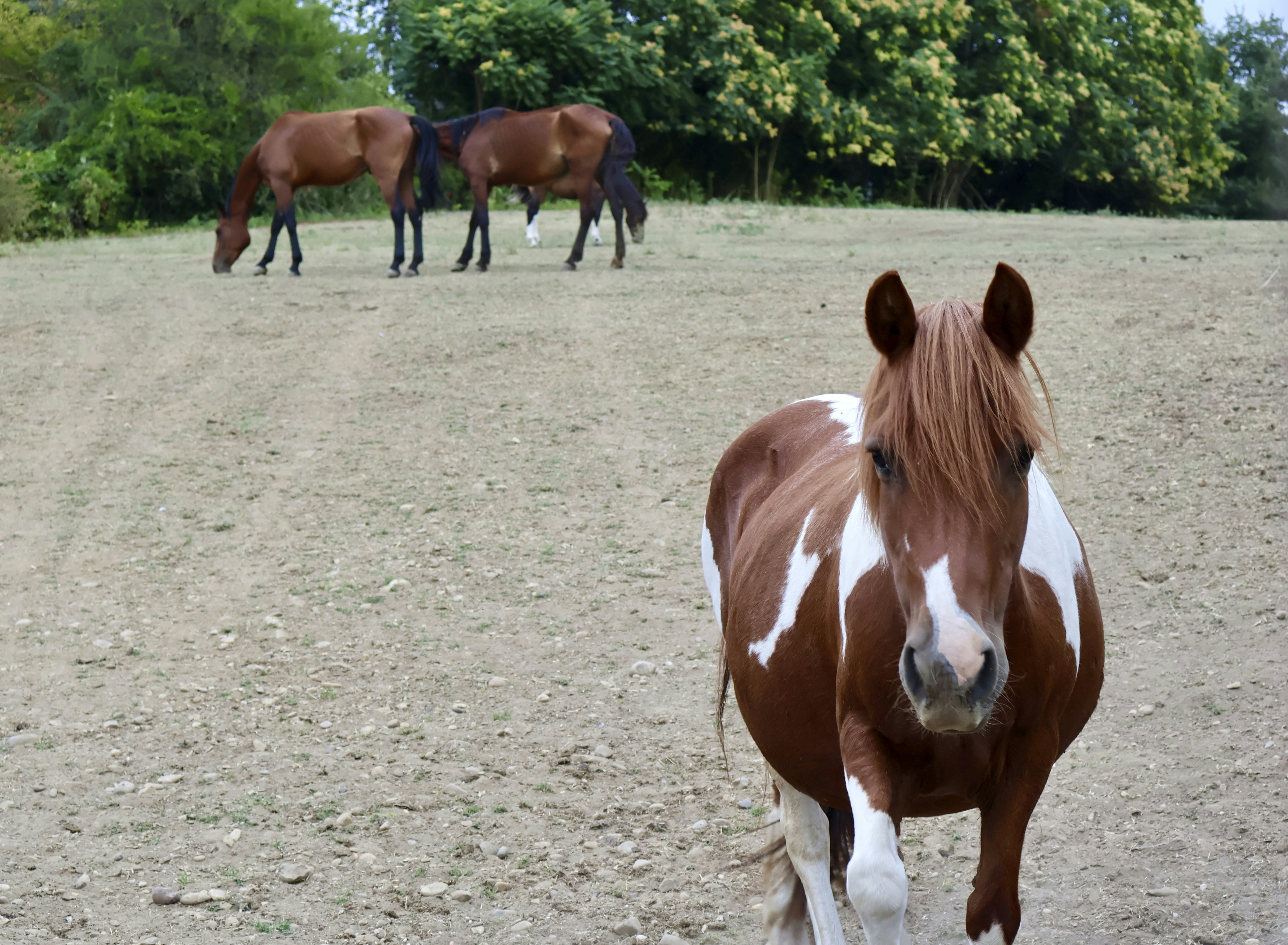 Head-On at the Meadow: A Brown-and-White Stallion Leads the Herd