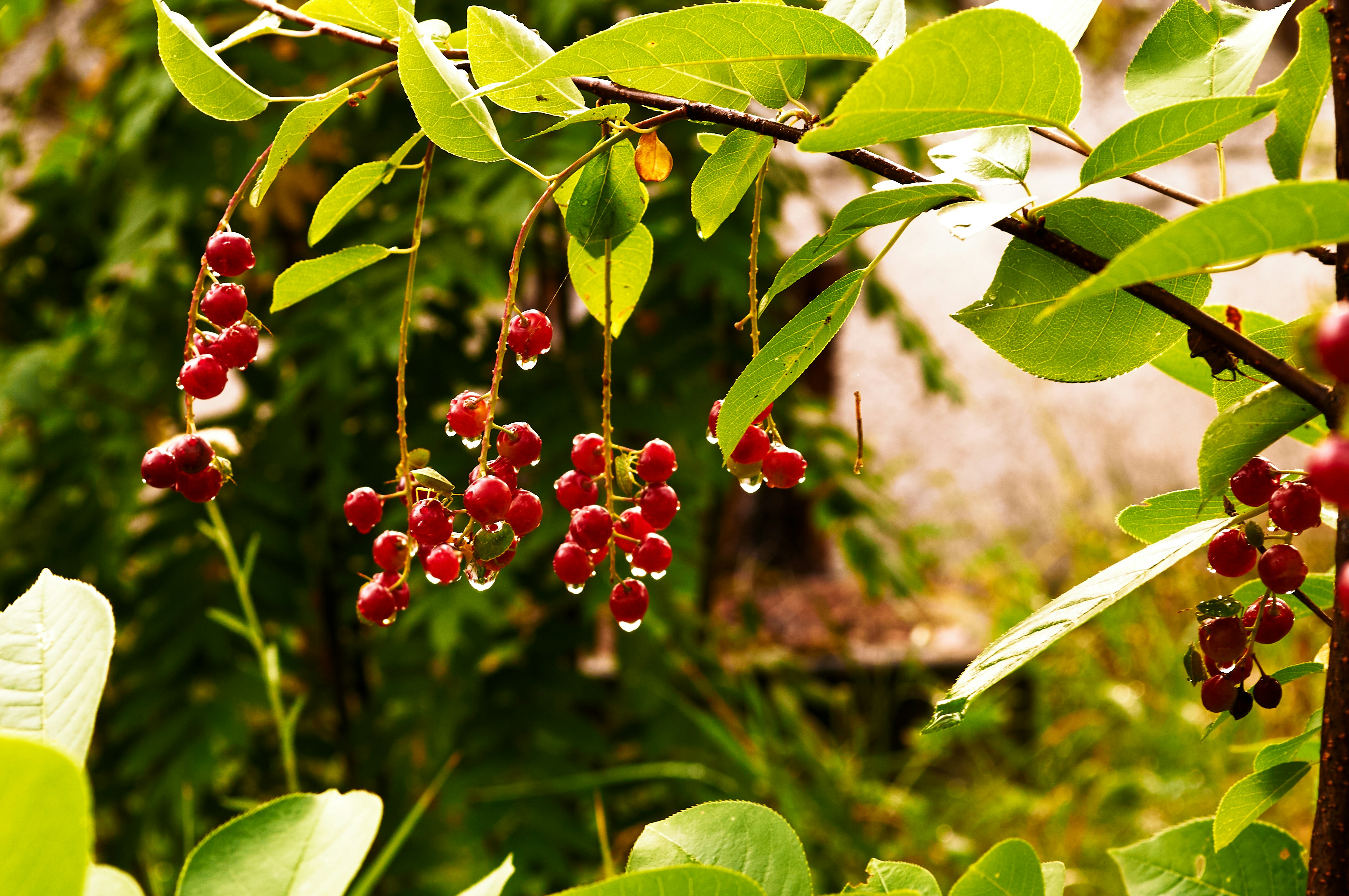 Red Berry Clusters Dangling from Sunlit Branches