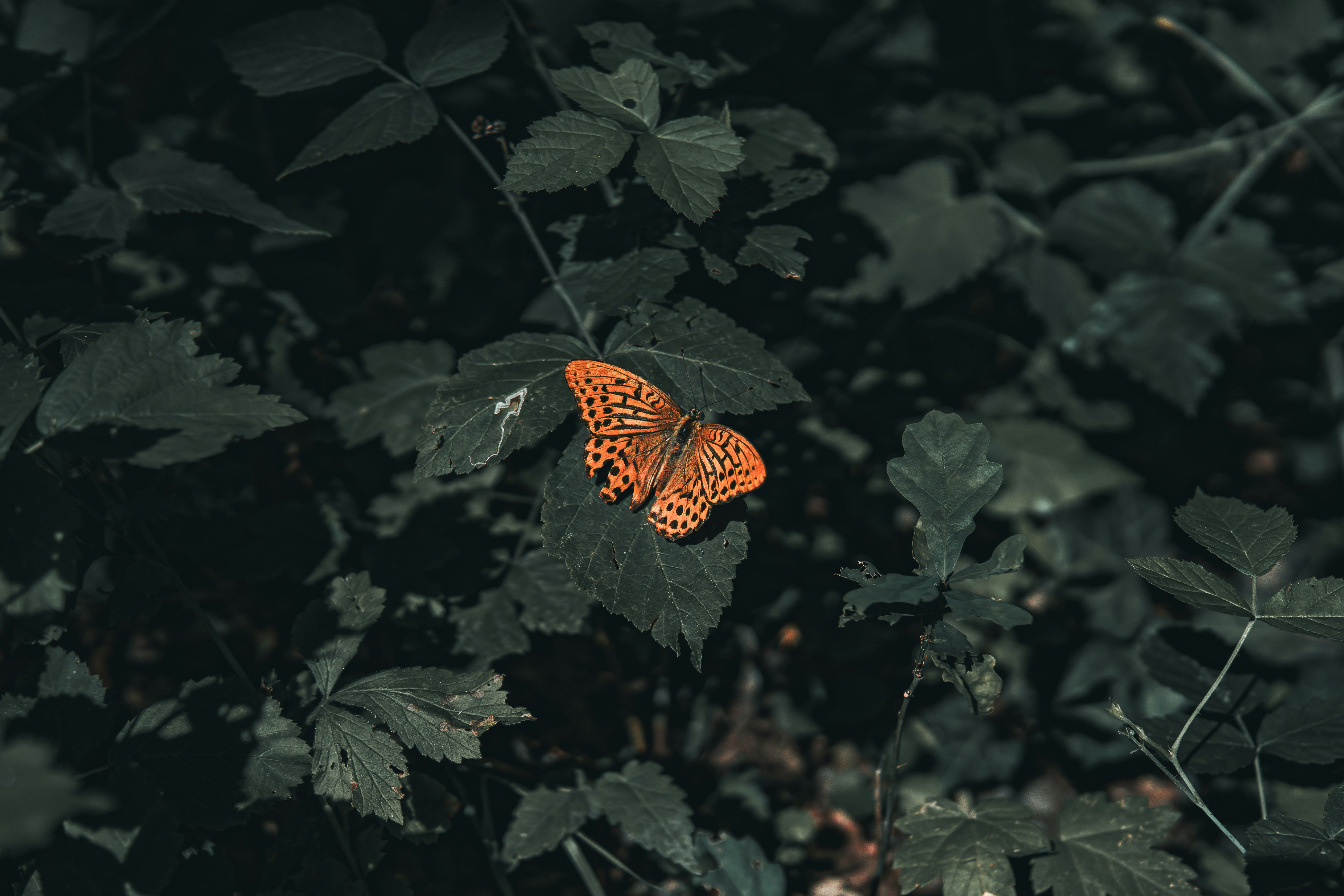 Crimson Wing in Shadowed Canopy