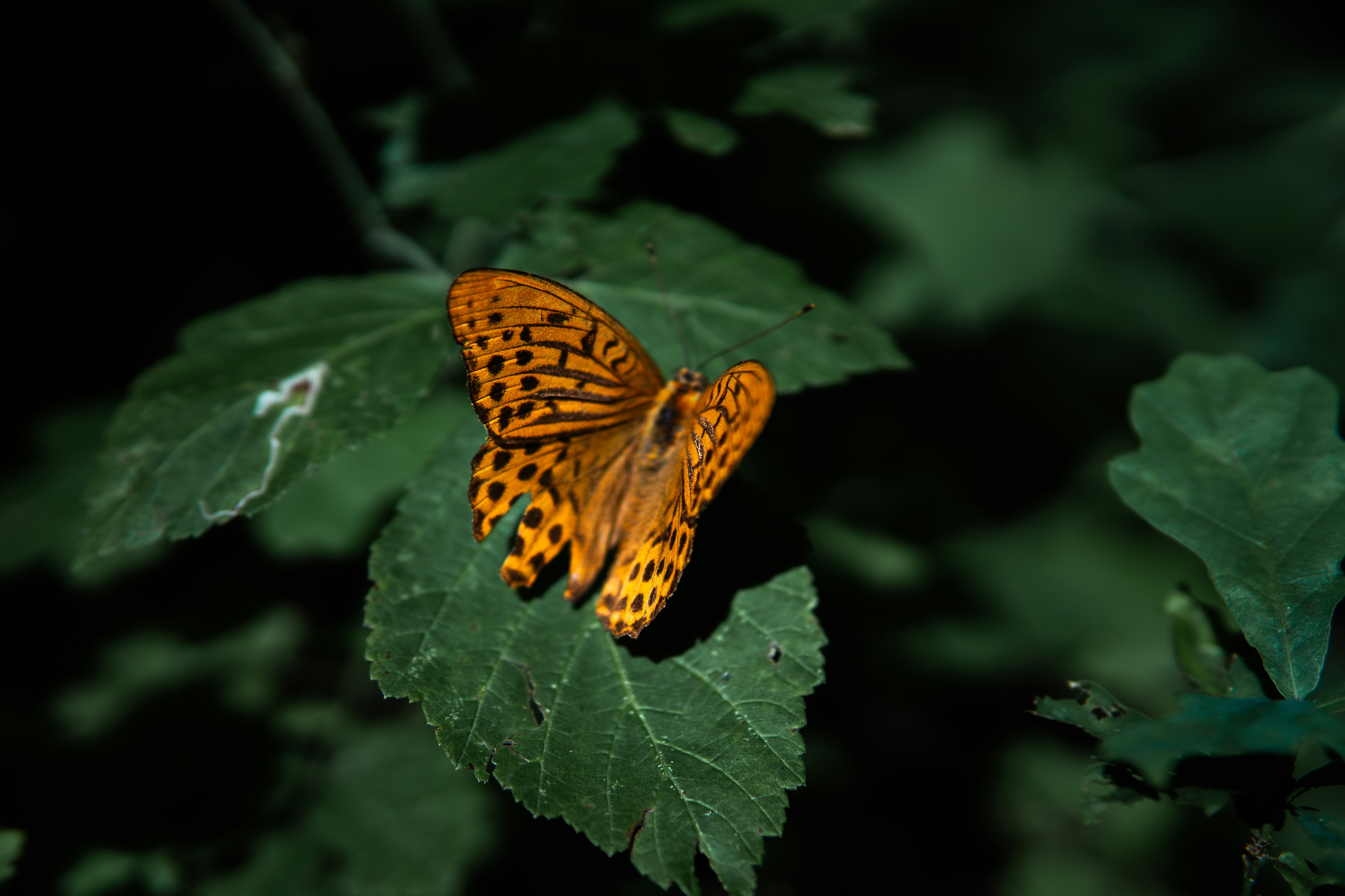 Orange Monarch on a Quiet Shaded Leaf