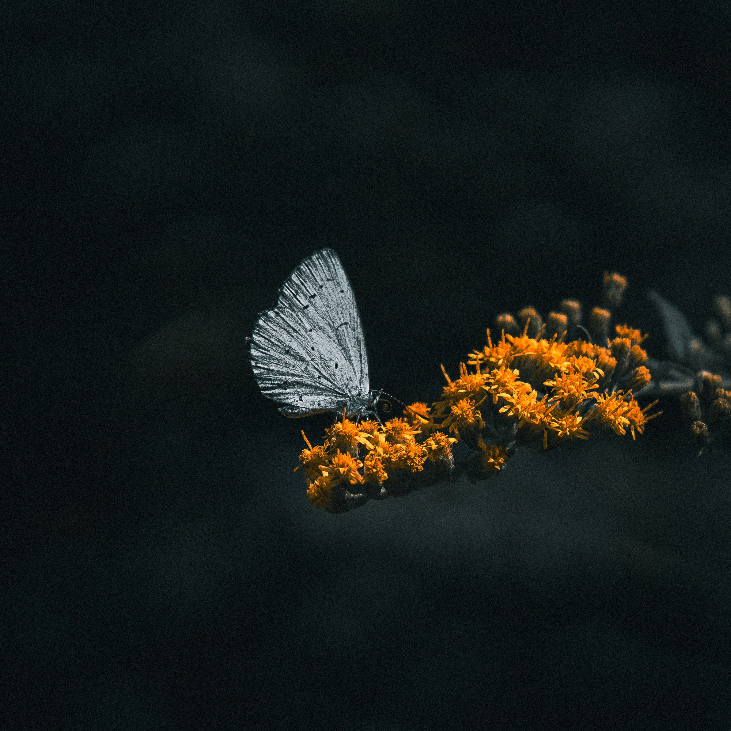 Moonlit Monarch: A White Butterfly on a Ring of Golden Blooms