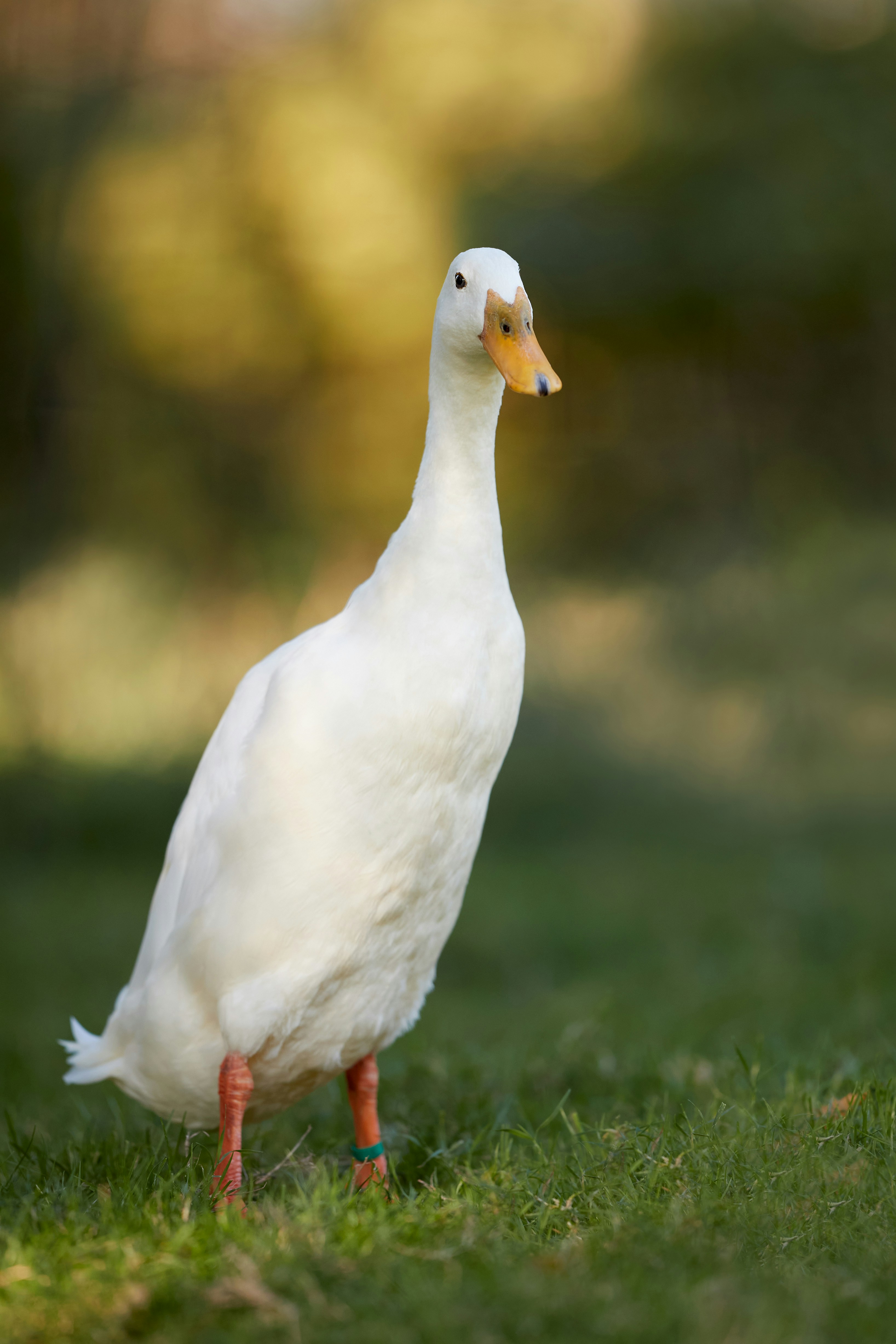 An Amber-eyed Duck Stands Tall on Sunlit Grass