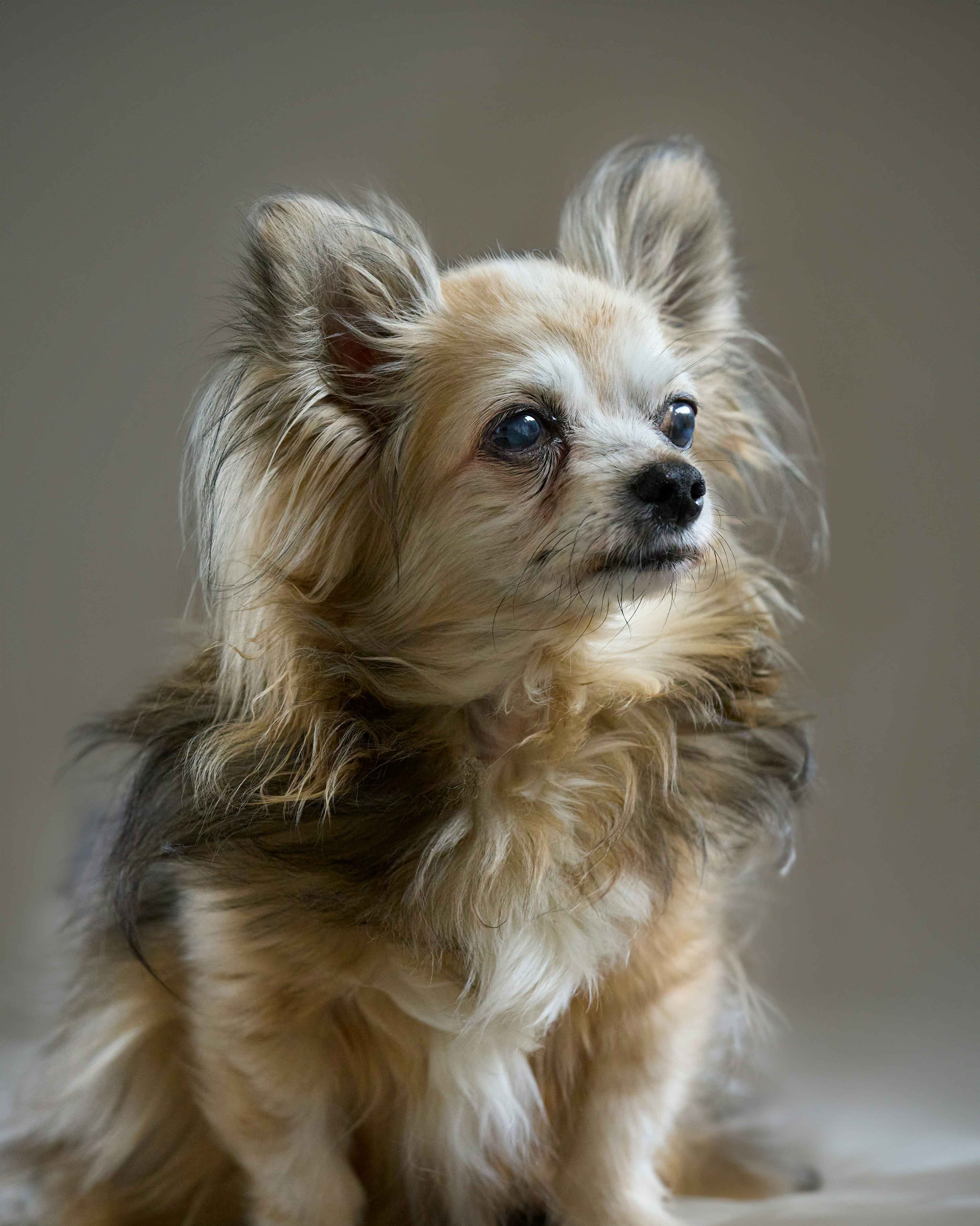 Quiet Gaze: A Chihuahua Portrait in Soft Studio Light