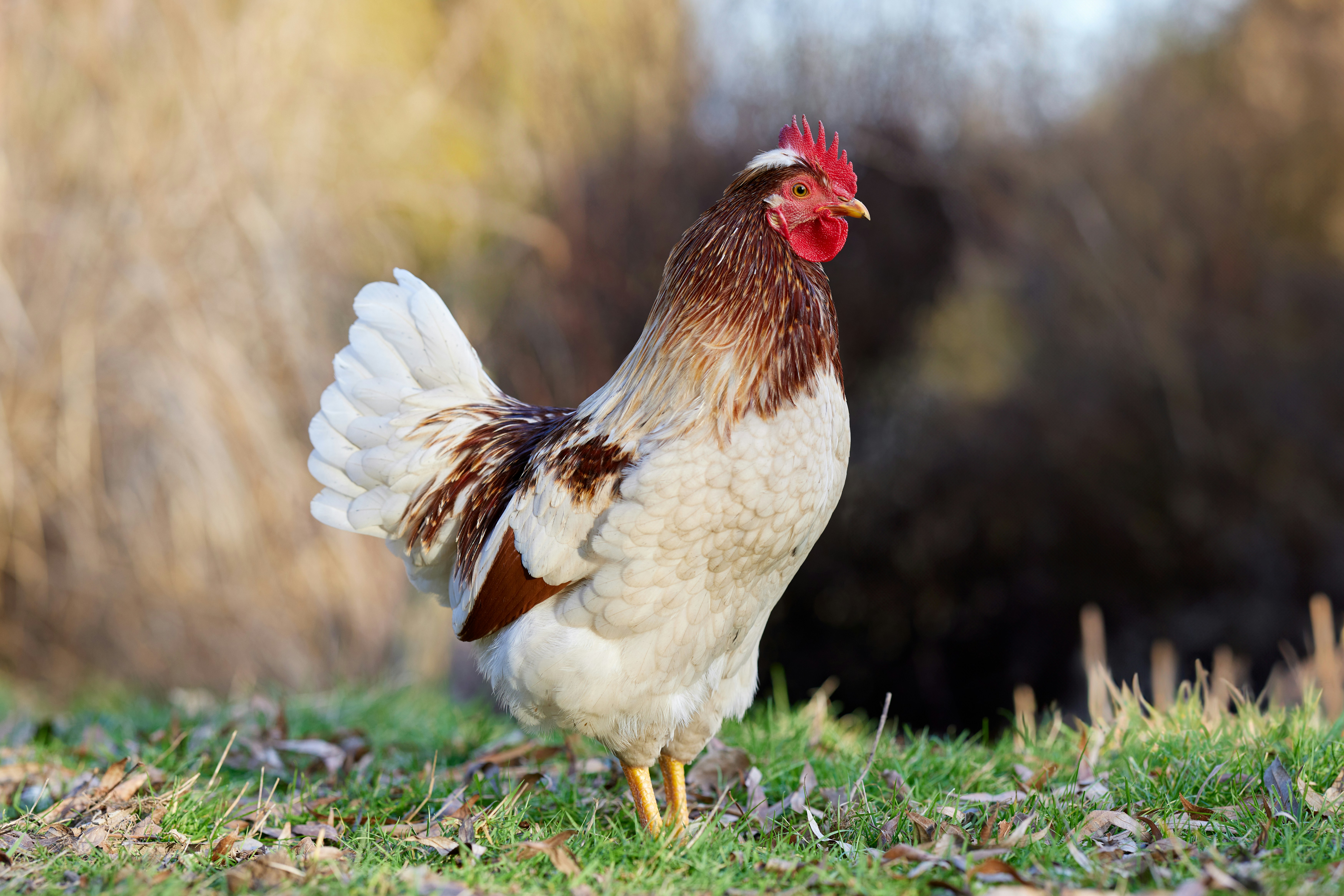 Portrait of a Roosting Layer: Sunlit Hen in a Field