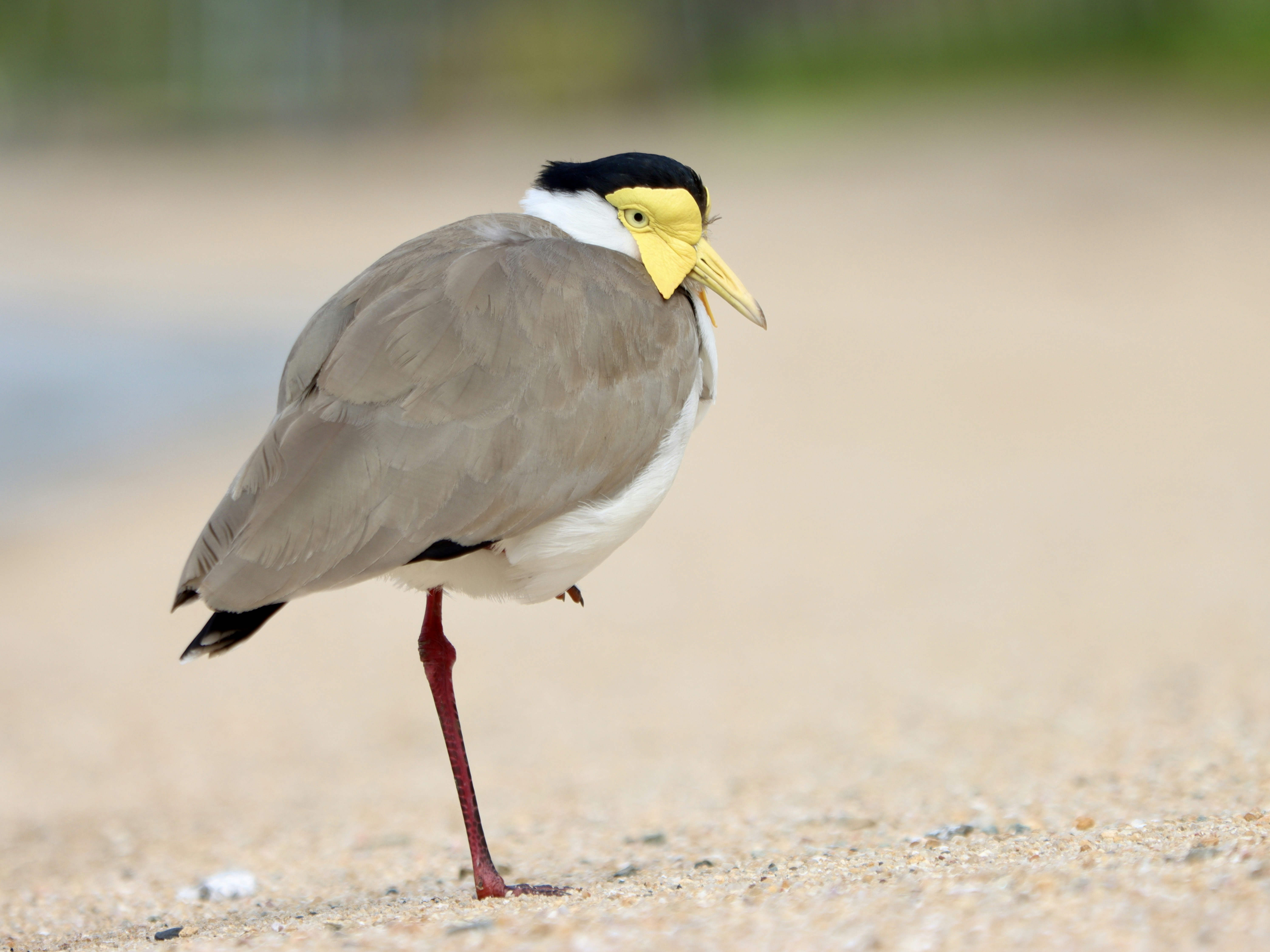 The Beach-Walking Avian: A Pied Stilt in Quiet Sand