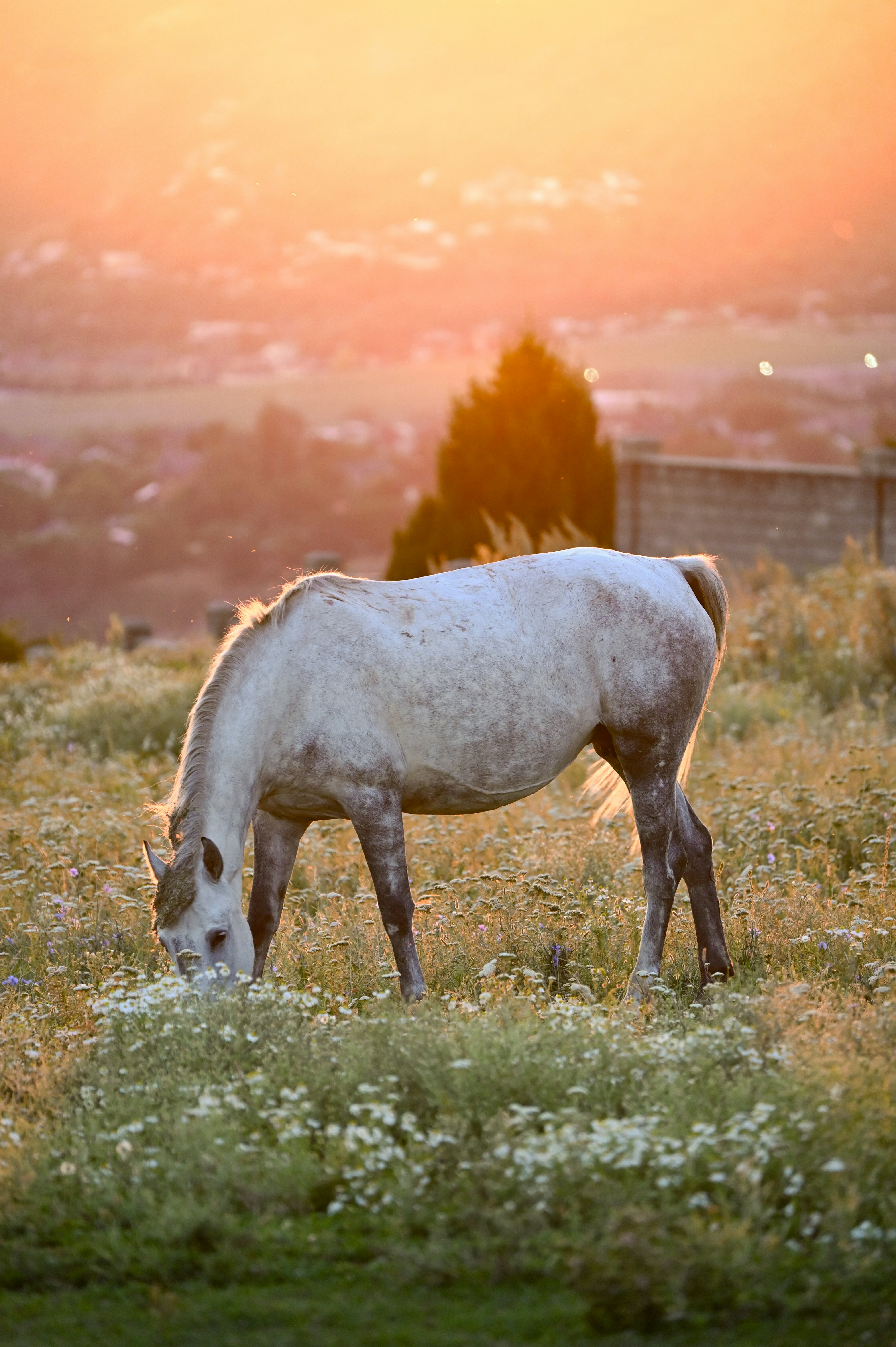 Golden Hour Grazing: A White Mare in Warm Light