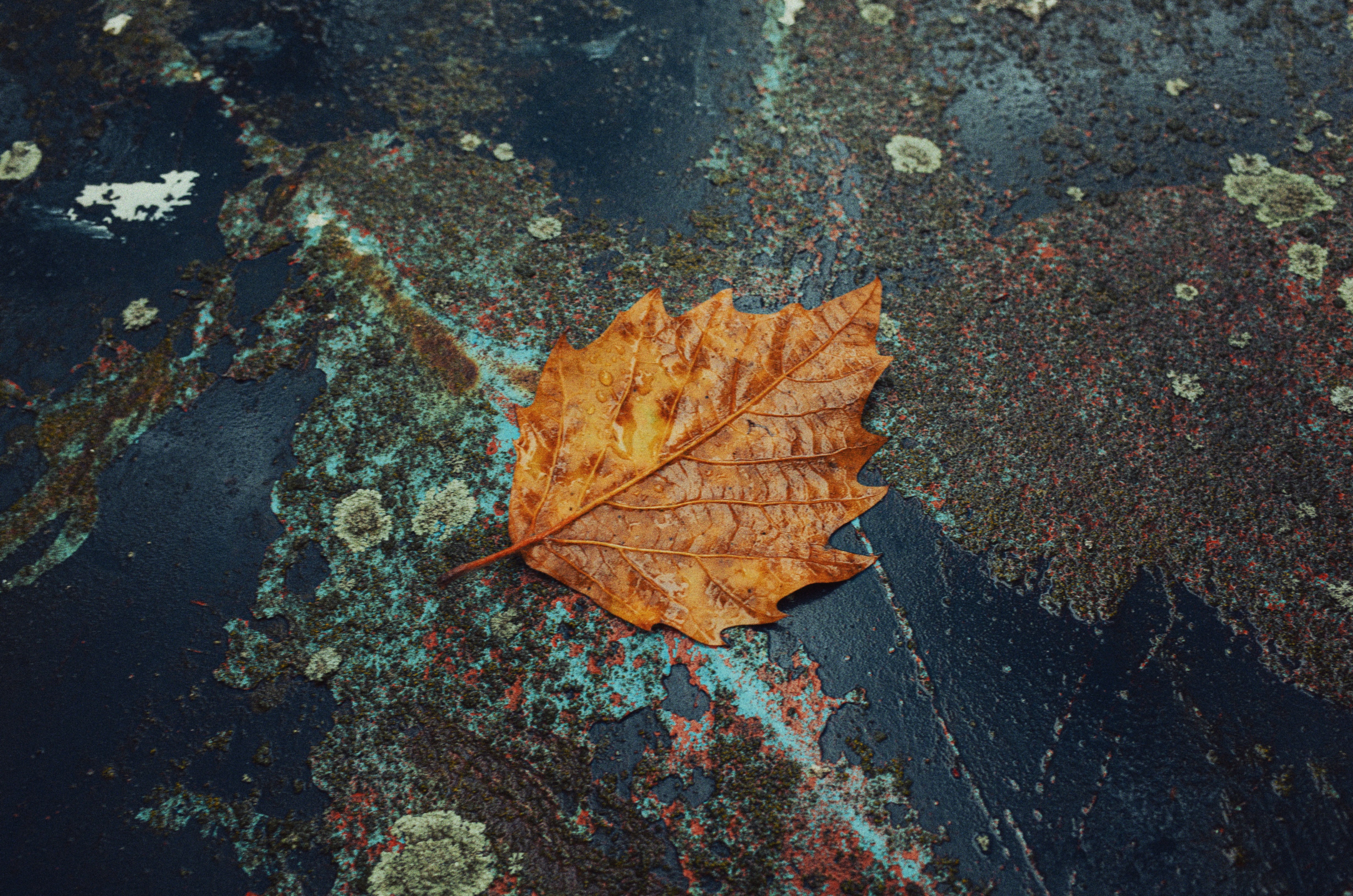 A single orange leaf rests on a dark, textured surface with mossy patterns, highlighting autumnal detail and natural contrast.