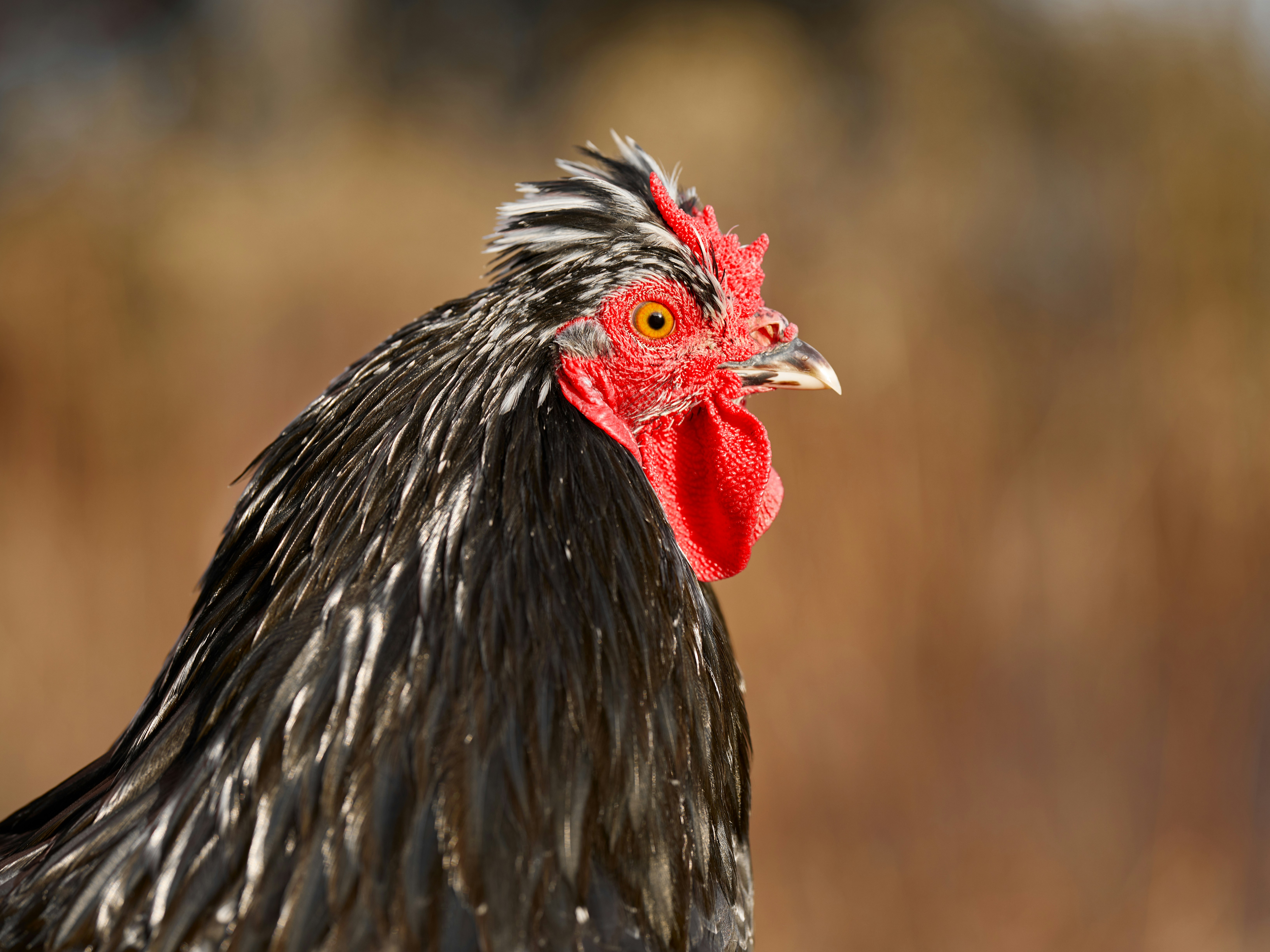 Close-up of a proud rooster: crimson wattle, sharp eye, and glossy plumage
