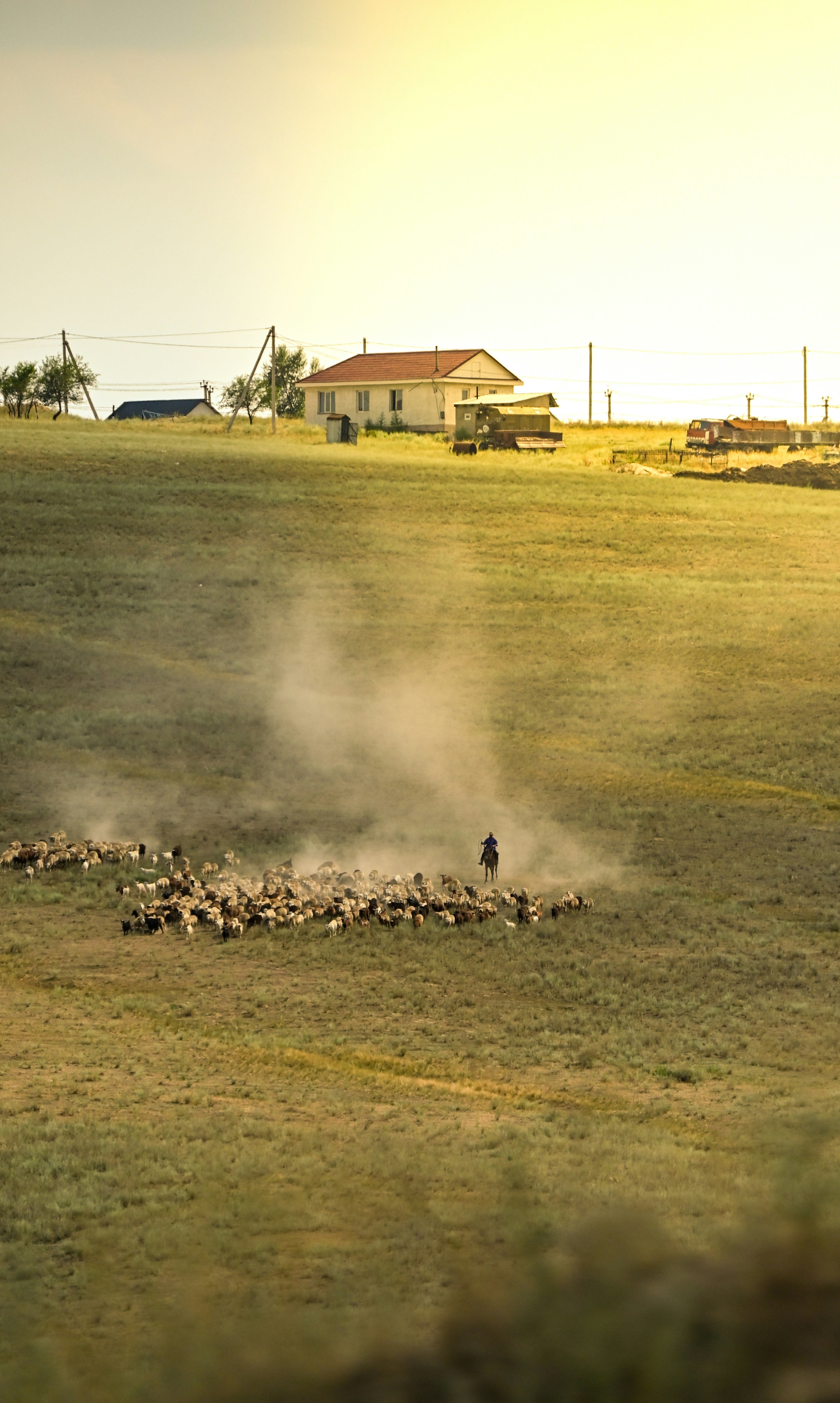 A Herd of Sheep and a Lone Herdsman on a Warm Hill