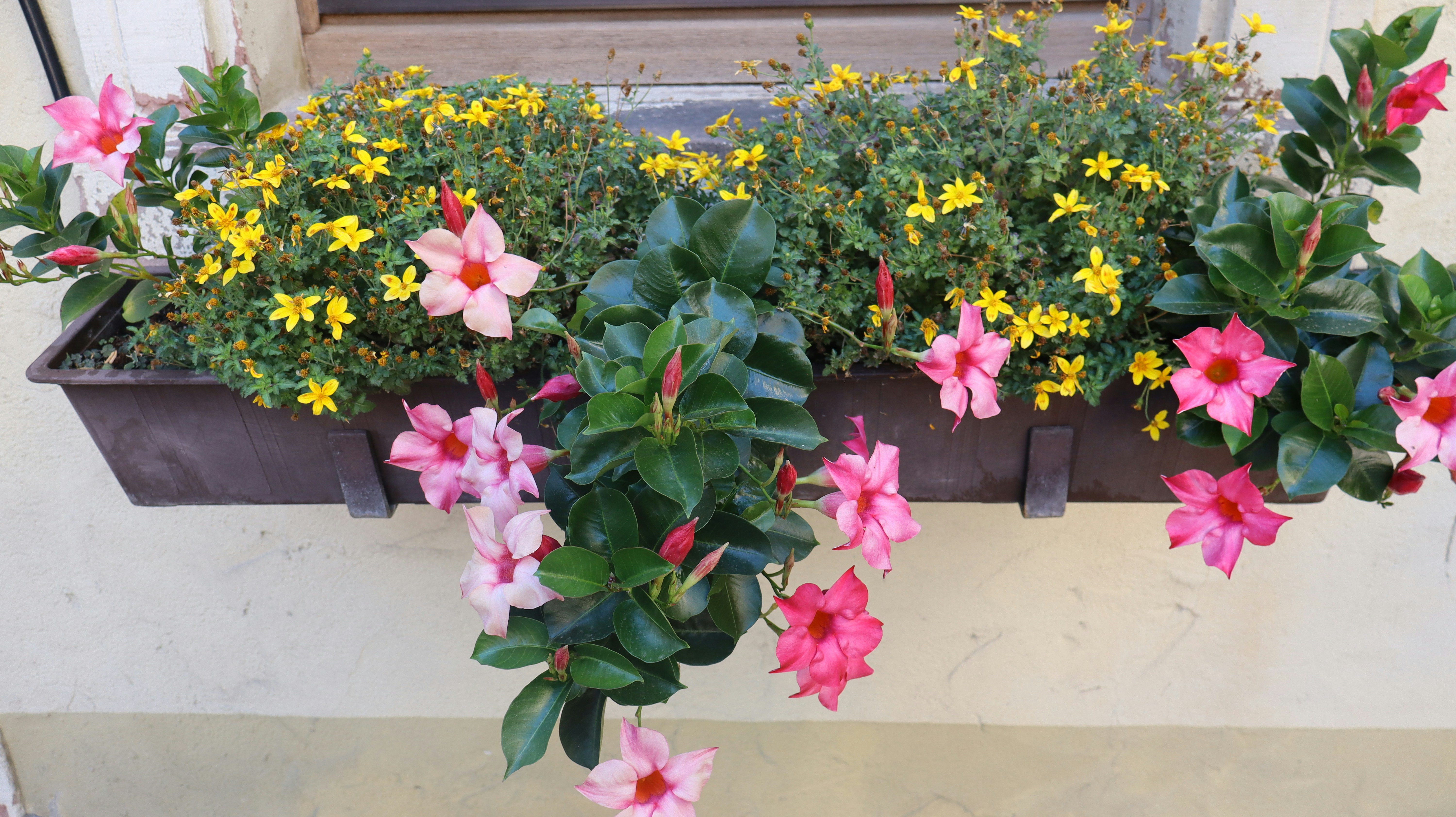 Vibrant Blooms in a Window Box: Pink Petals and Bright Yellow Accents