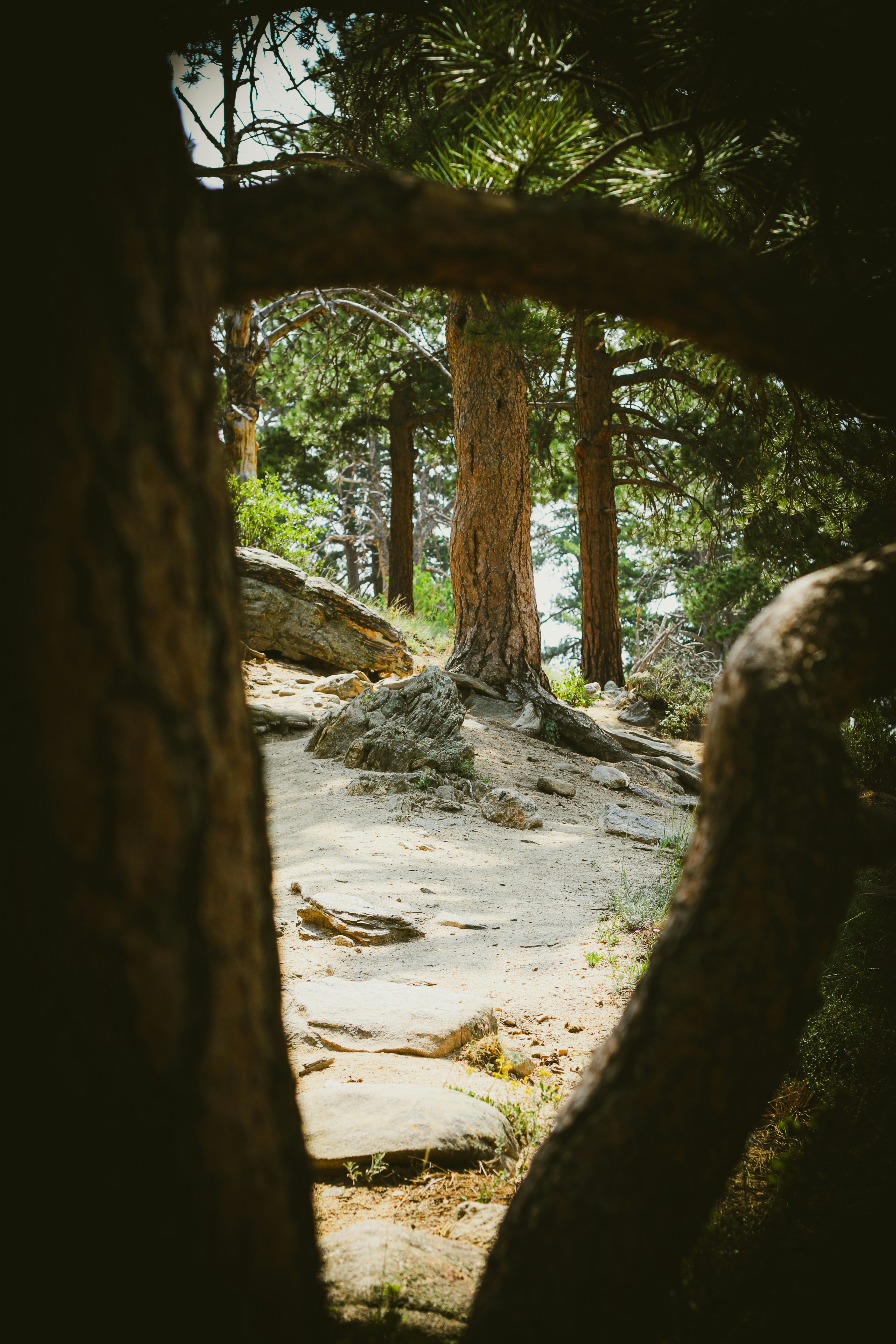Through the Pine Arch: Sunlit Trail Framed by Forest Giants
