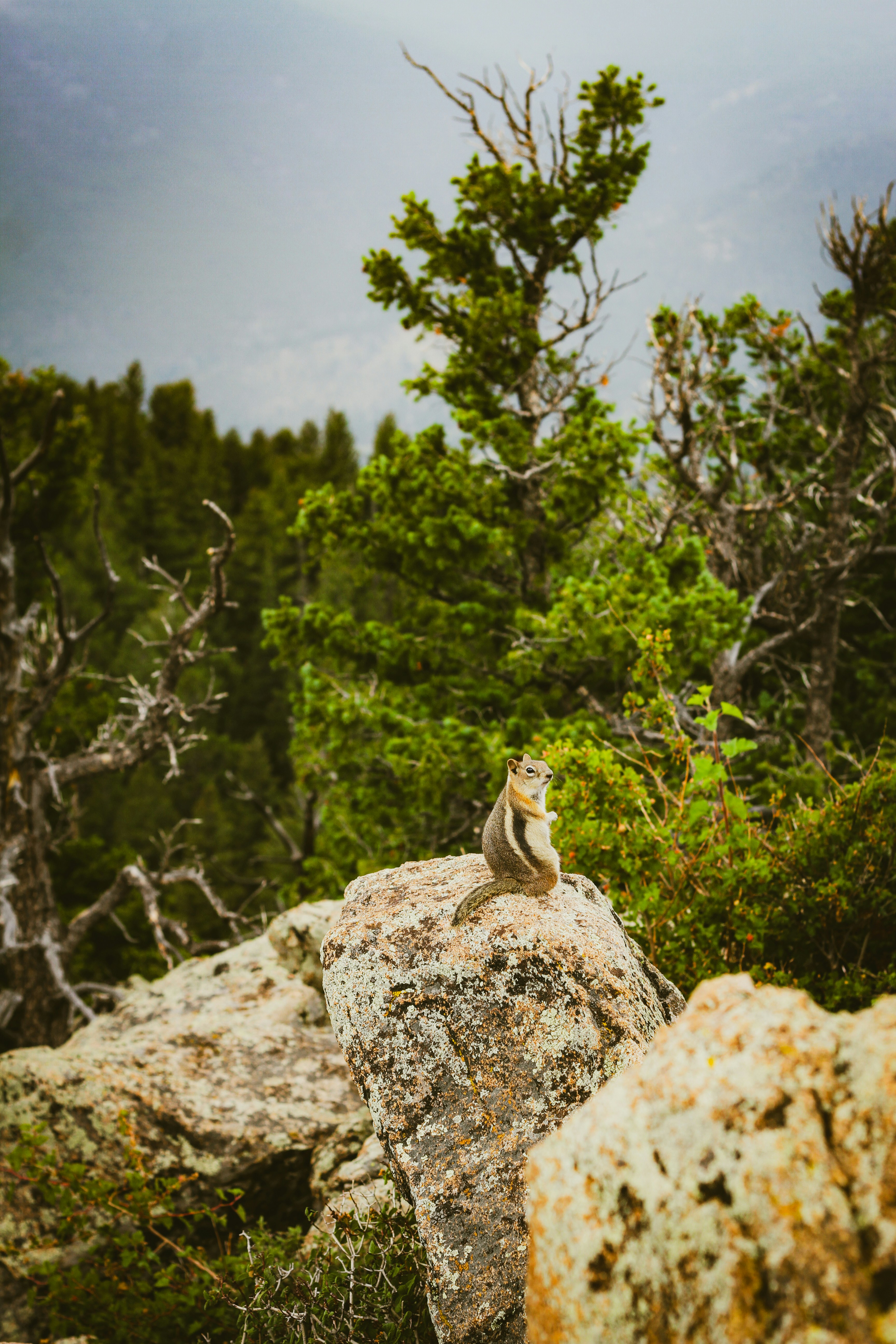 High Perch Sentinel: Chipmunk on a Weathered Peak