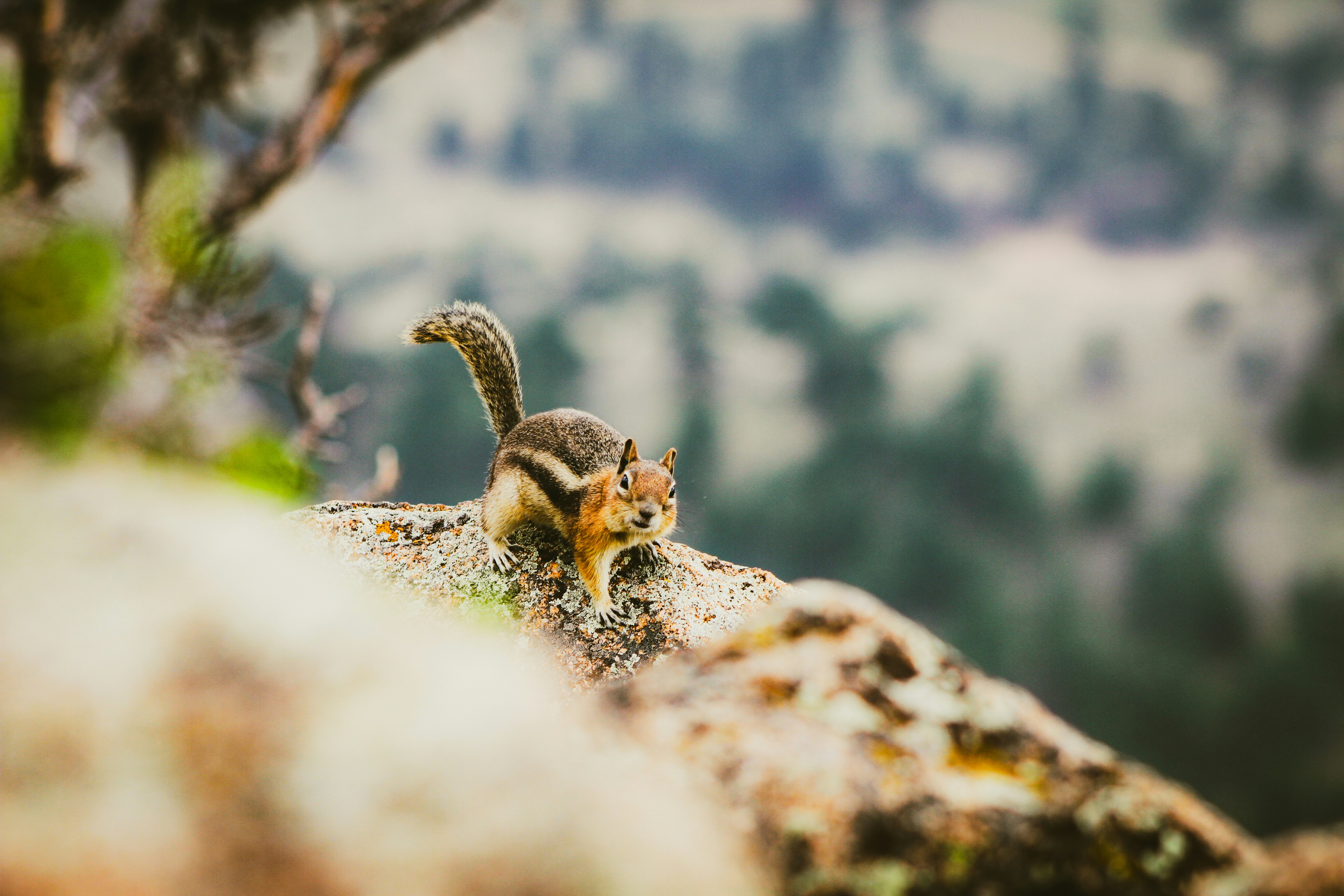 Tiny Sentry on a Granite Edge