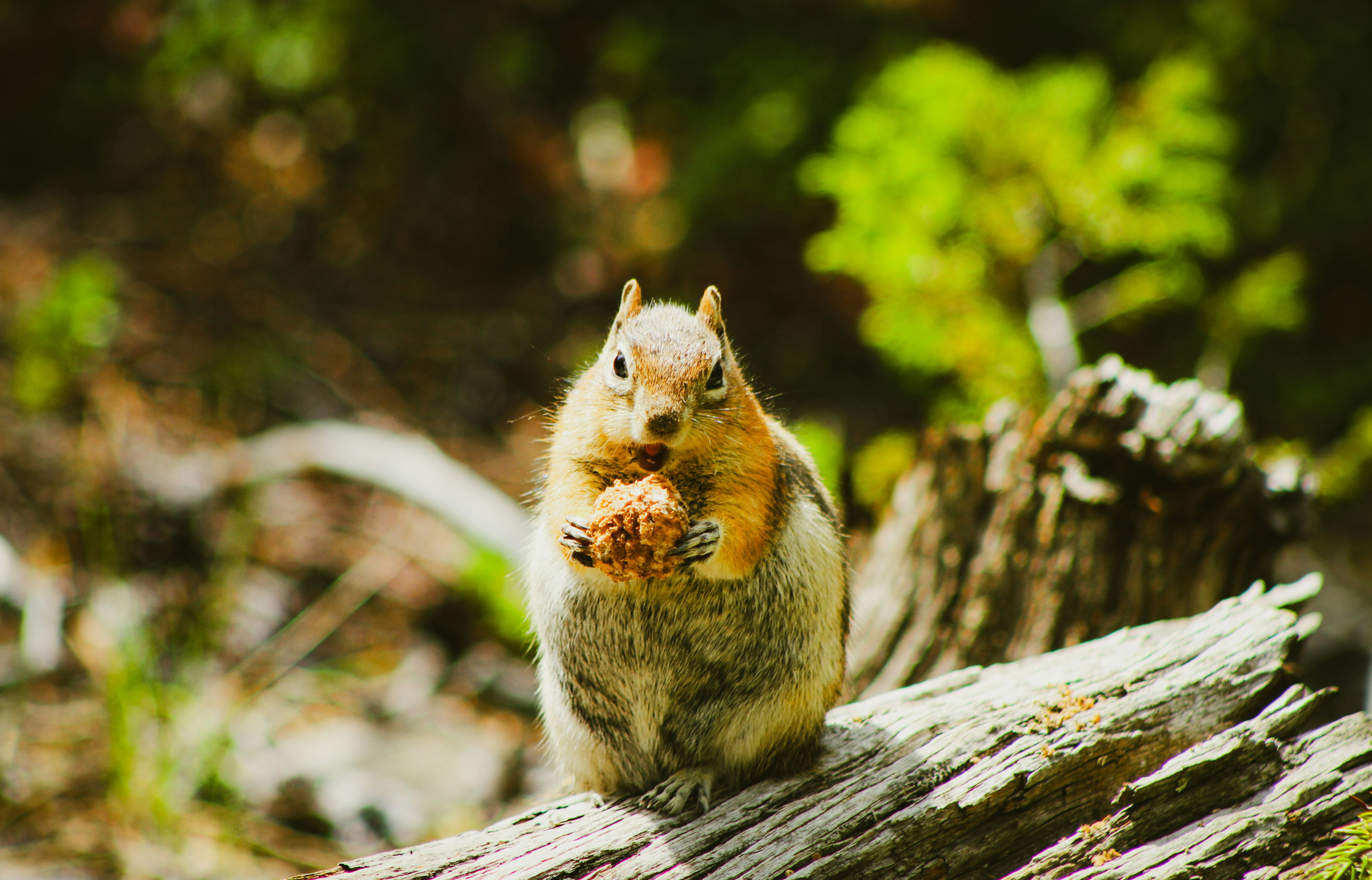Nut-Gathering Sentinel on a Weathered Log