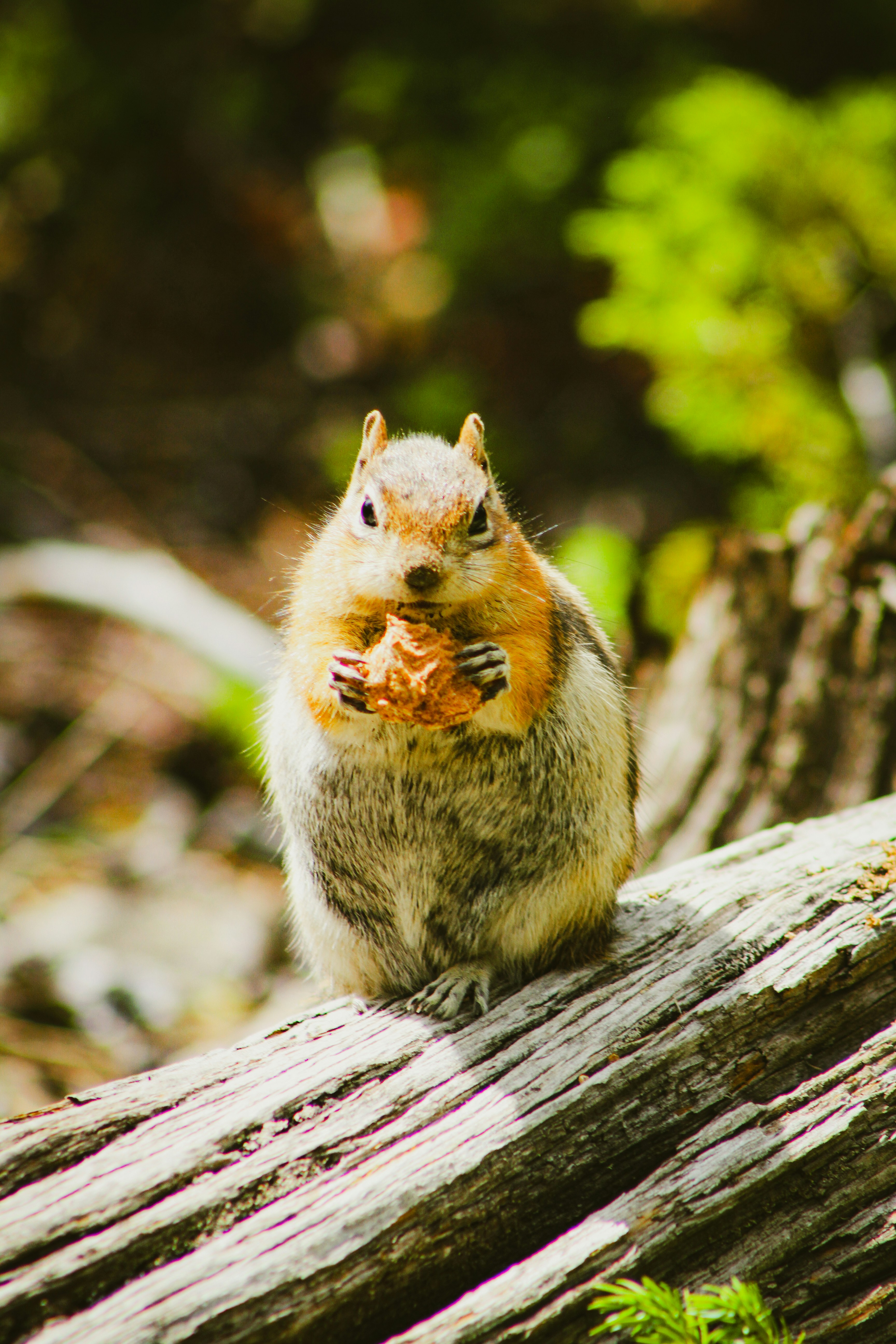 Squirrel on a Sunlit Log, Gripping a Nut