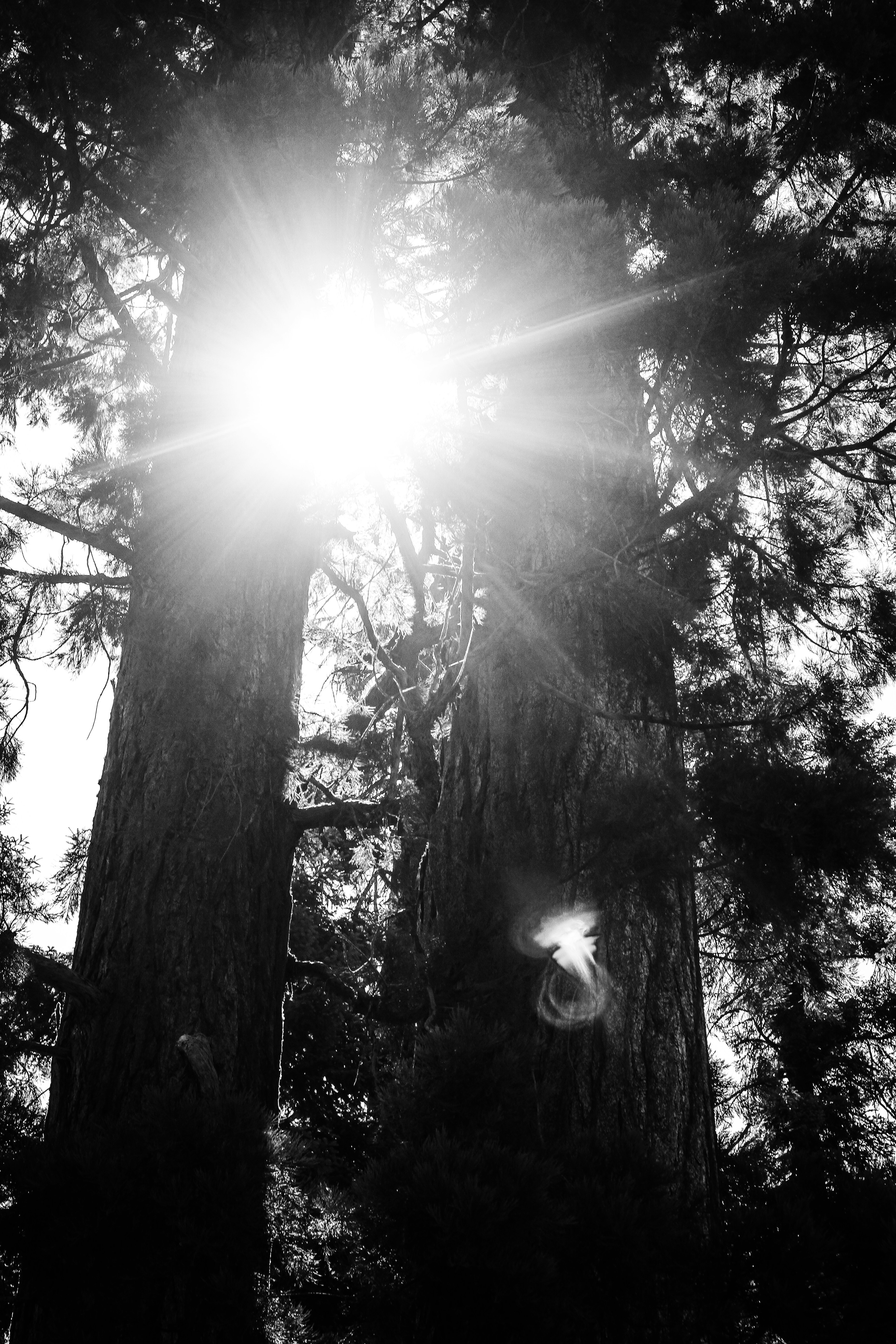 Sunburst Through Ancient Pines