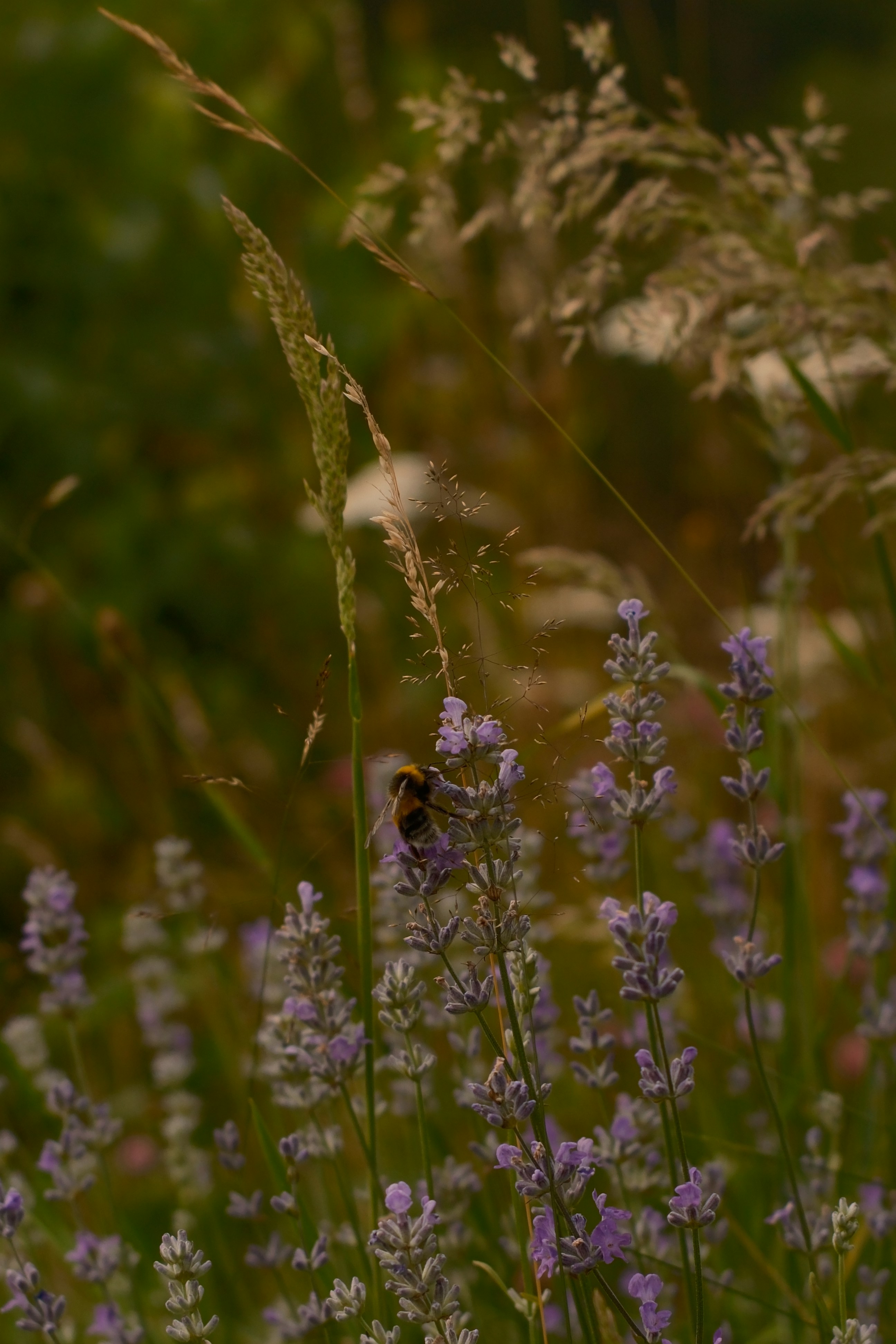 Soft-focus meadow with purple lavender and a single bee in bloom-lit foreground; a nature close-up emphasizing delicate stems and warm bokeh. This is a photographic capture of a natural scene in a field.