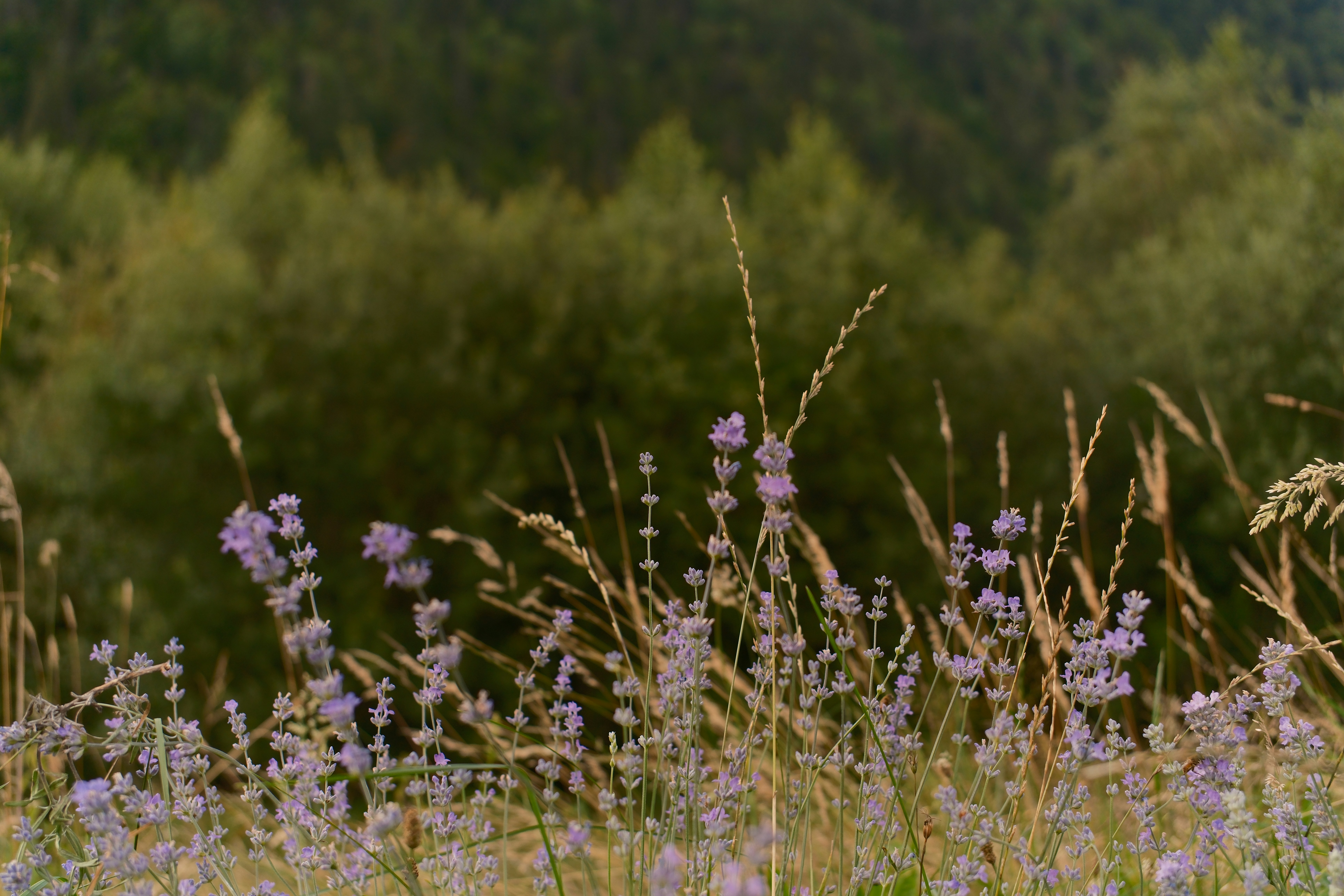 Lavender stems sway in a sunlit field with a blurred green backdrop, capturing a tranquil rural moment.