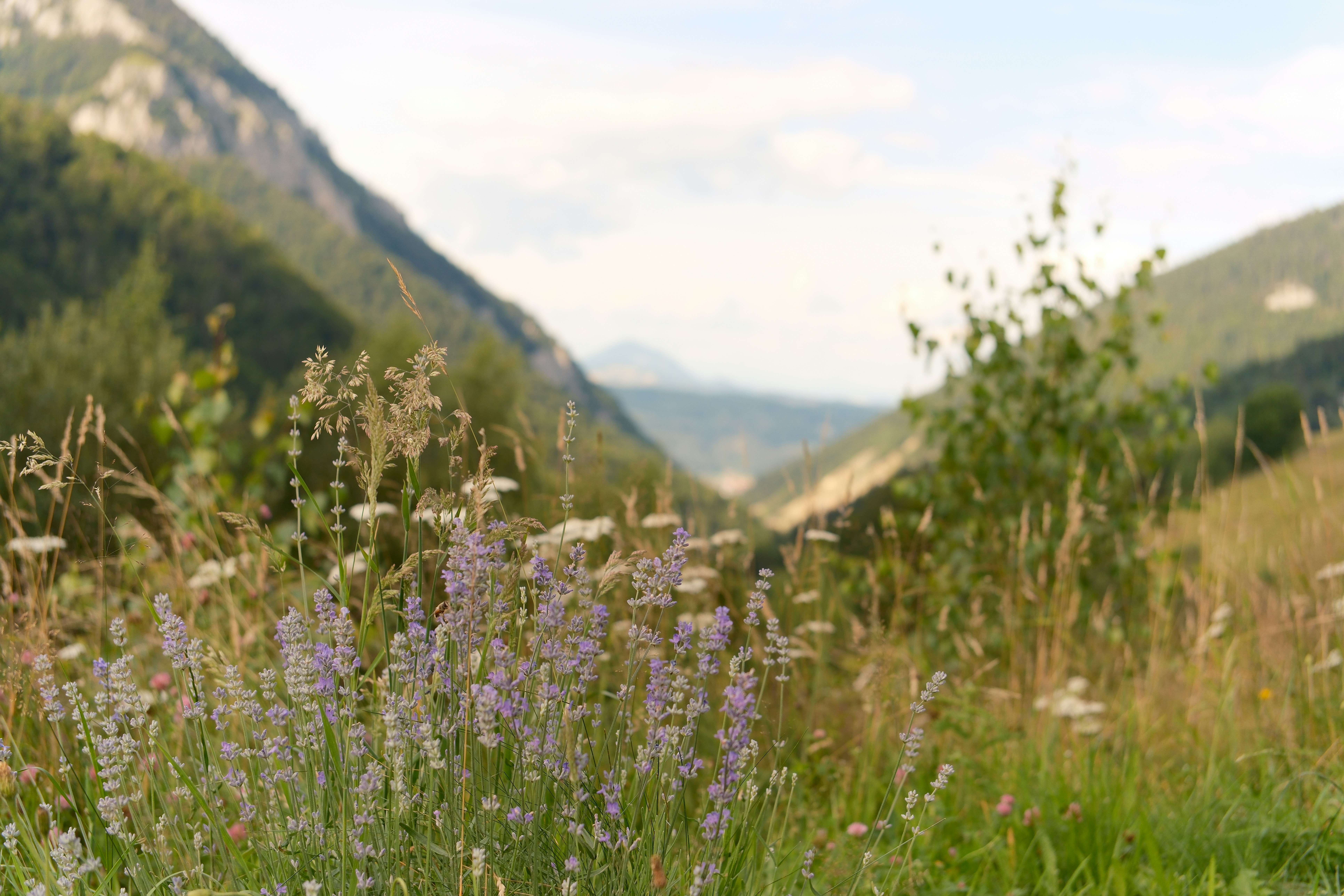 Lavender Frontier: Mountain Meadow in Soft Focus